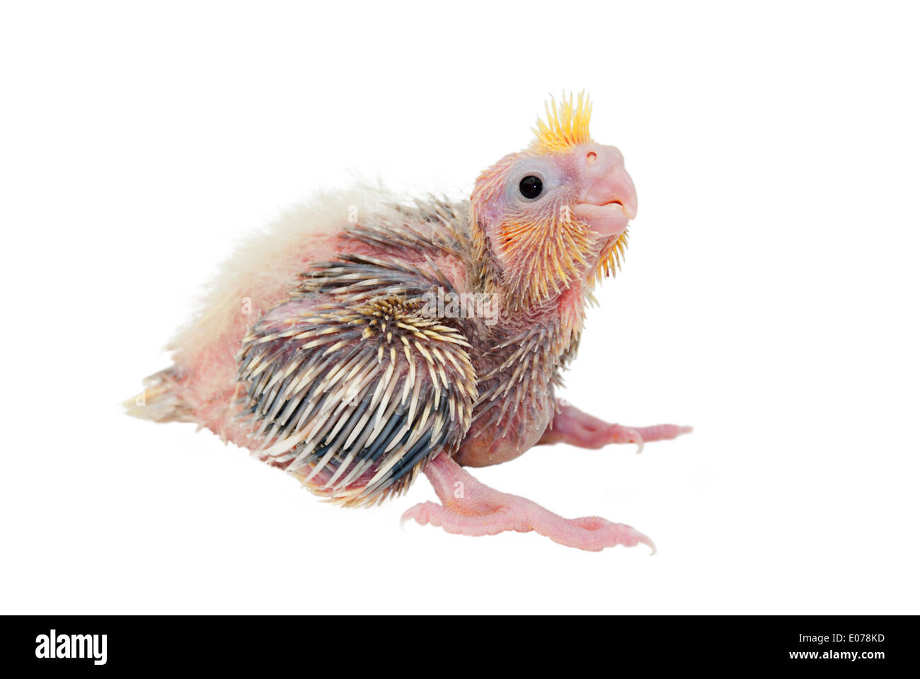 Featherless bird -Fotos und -Bildmaterial in hoher Auflösung – Alamy