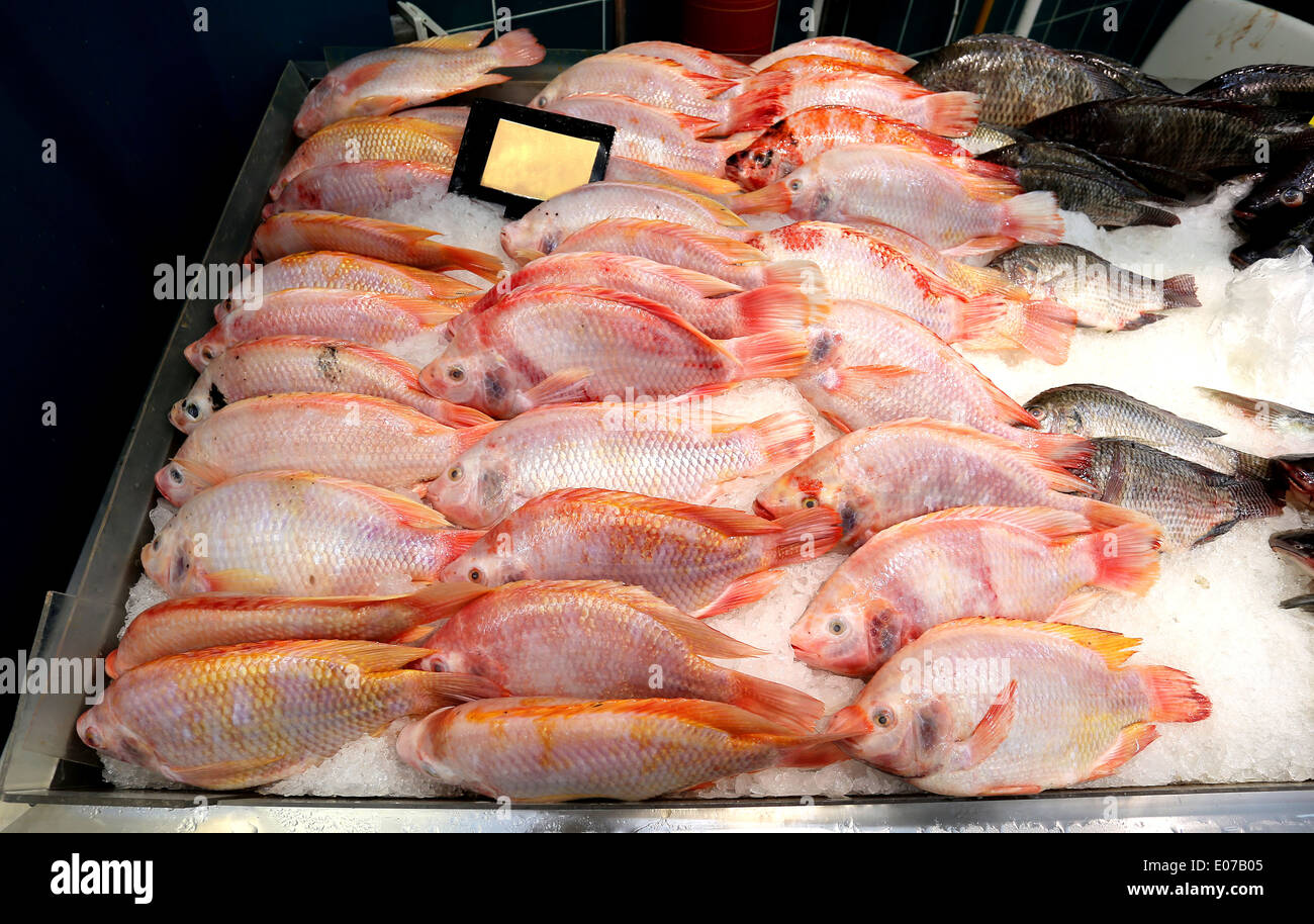 Rote fische -Fotos und -Bildmaterial in hoher Auflösung – Alamy
