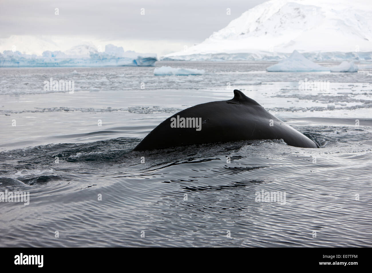 Aggressives display -Fotos und -Bildmaterial in hoher Auflösung – Alamy