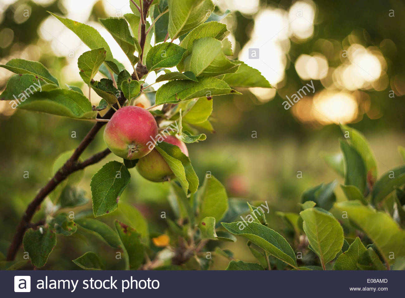 Baum Apfelbaum Stockfotos & Baum Apfelbaum Bilder - Alamy
