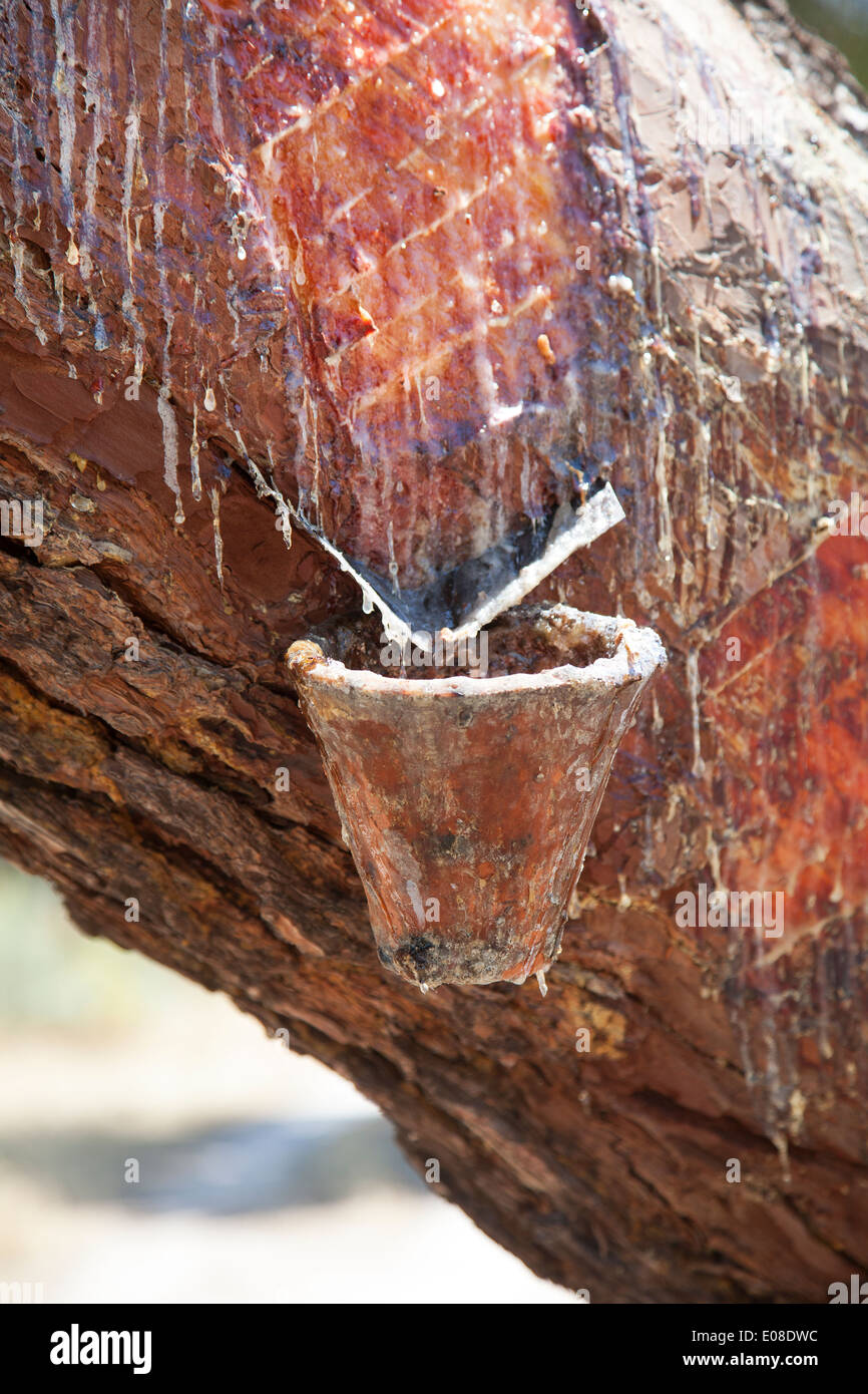 Spruce resin -Fotos und -Bildmaterial in hoher Auflösung – Alamy