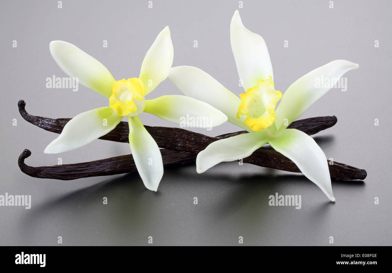 Vanille planifola orchidee geschmack geschmack -Fotos und -Bildmaterial ...