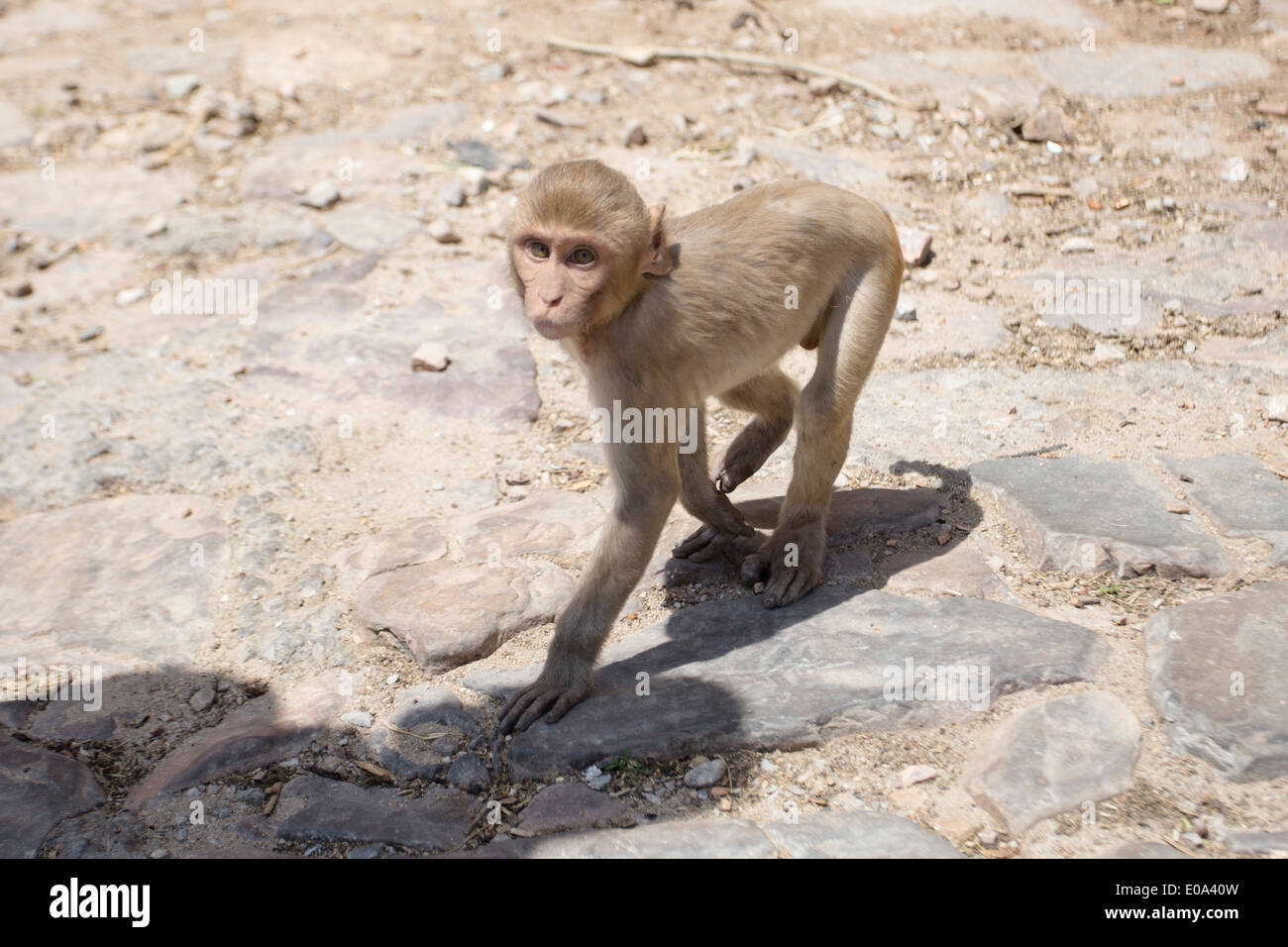 Rhesus macaque monkey -Fotos und -Bildmaterial in hoher Auflösung – Alamy