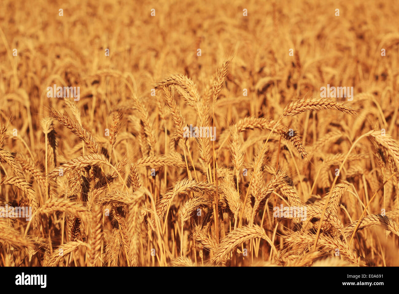 Triticale Mischung aus Weizen und Roggen Maisfeld Stockfotografie - Alamy