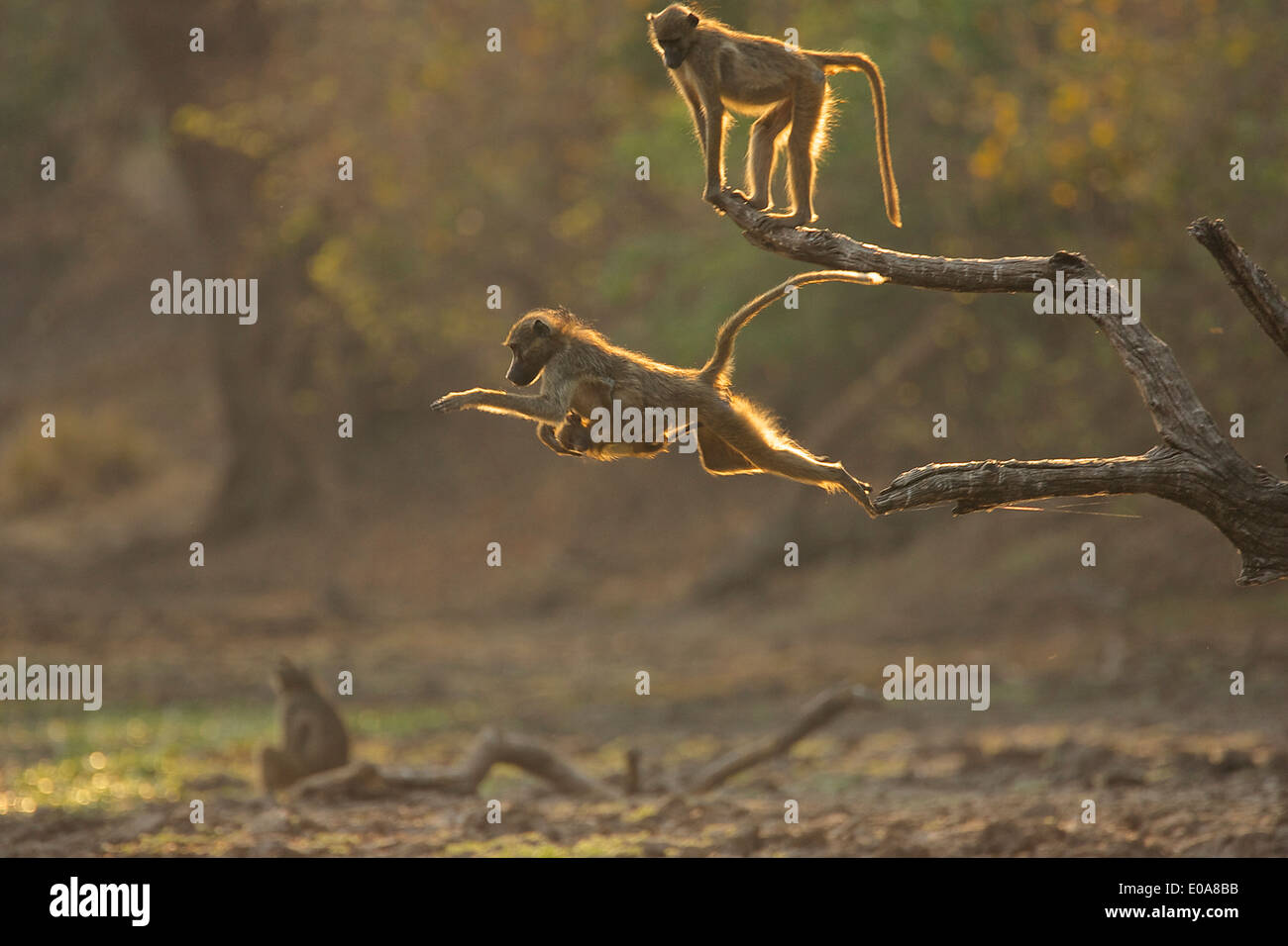 Primate Animal Monkey Jumping Stockfotos & Primate Animal Monkey ...