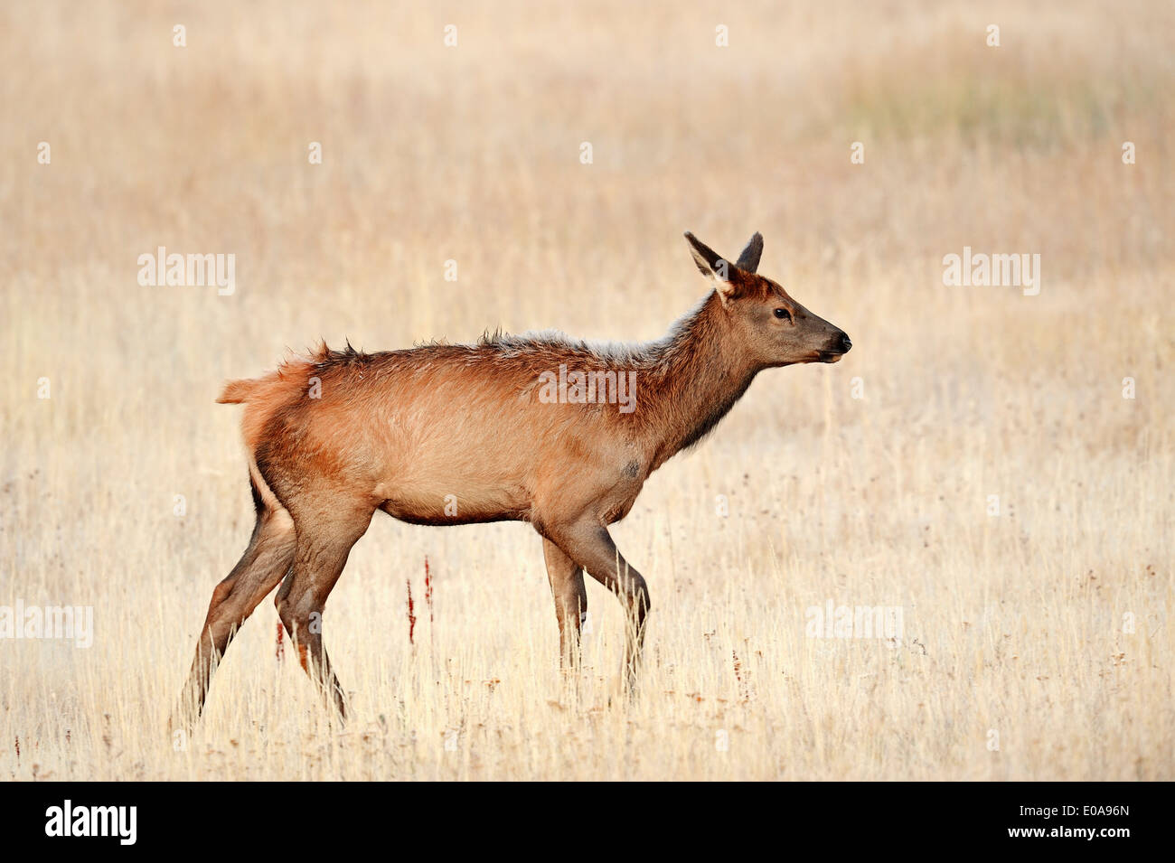 Wapiti hirsch -Fotos und -Bildmaterial in hoher Auflösung – Alamy
