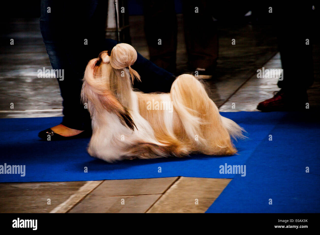 Lhasa apso zucht -Fotos und -Bildmaterial in hoher Auflösung – Alamy