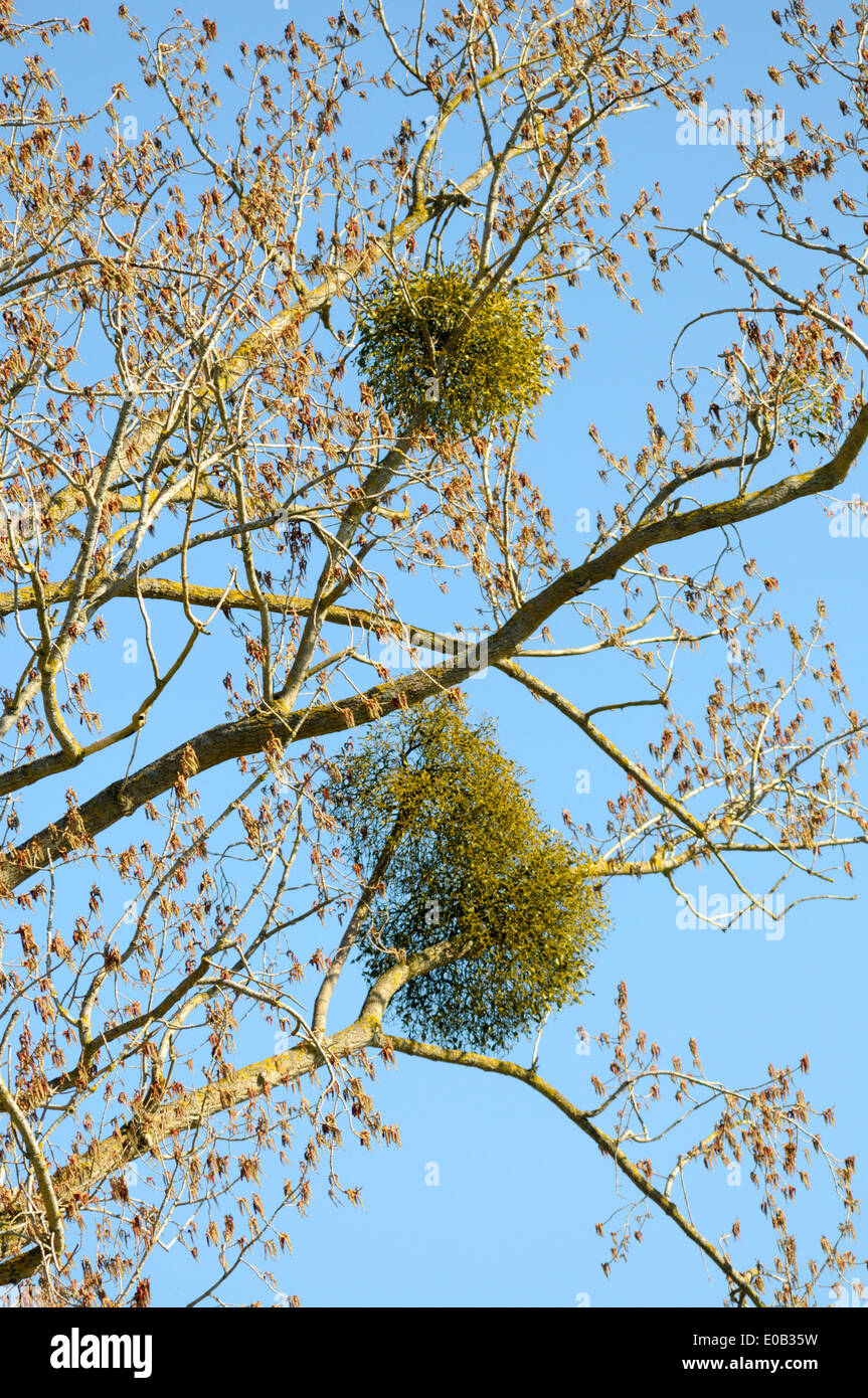 Mistel beren -Fotos und -Bildmaterial in hoher Auflösung – Alamy