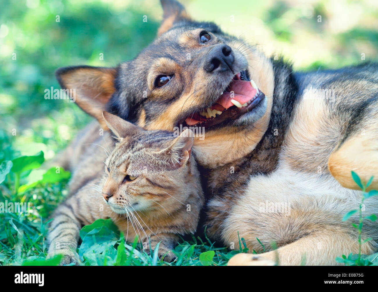 Hund mit katze -Fotos und -Bildmaterial in hoher Auflösung – Alamy