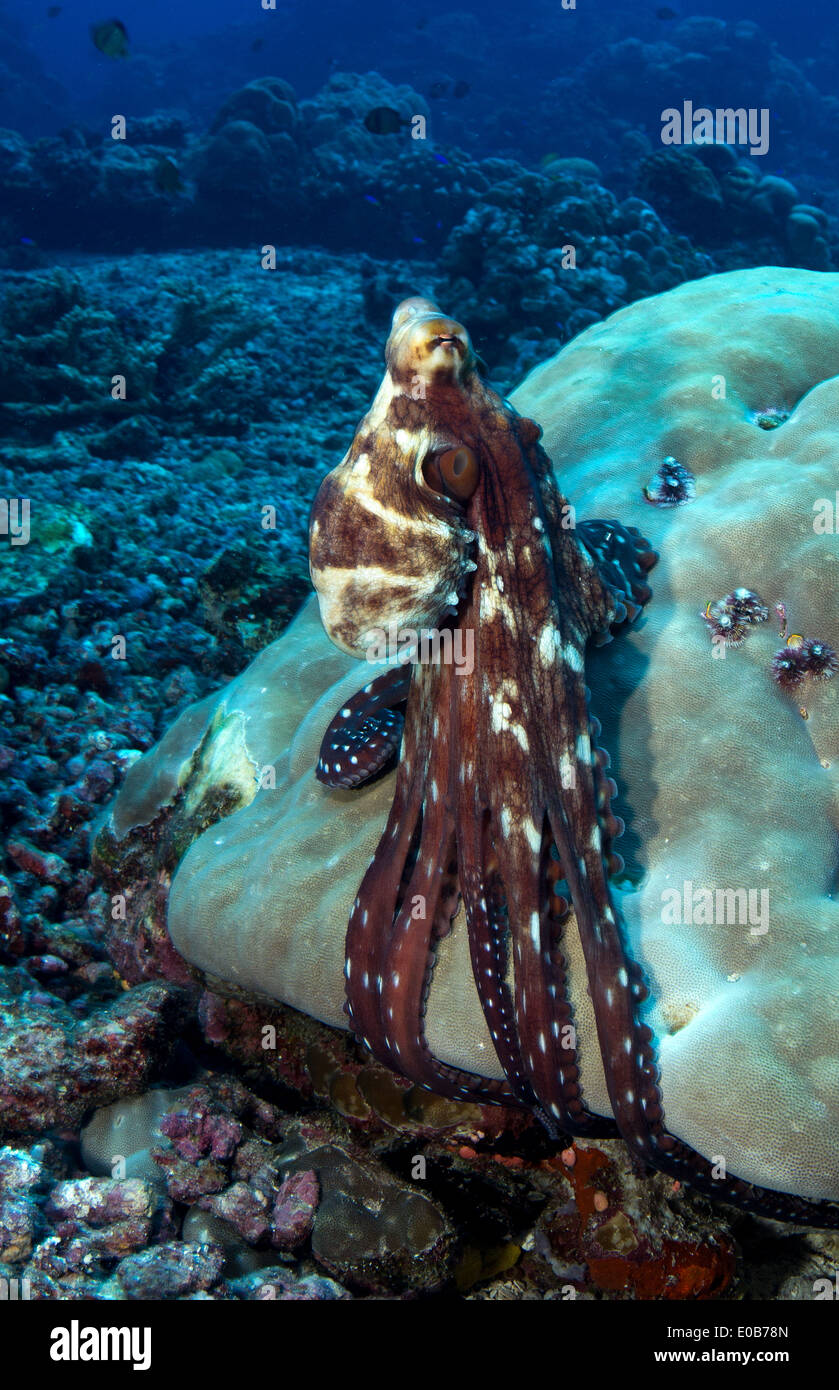 Oktopus anatomie -Fotos und -Bildmaterial in hoher Auflösung – Alamy
