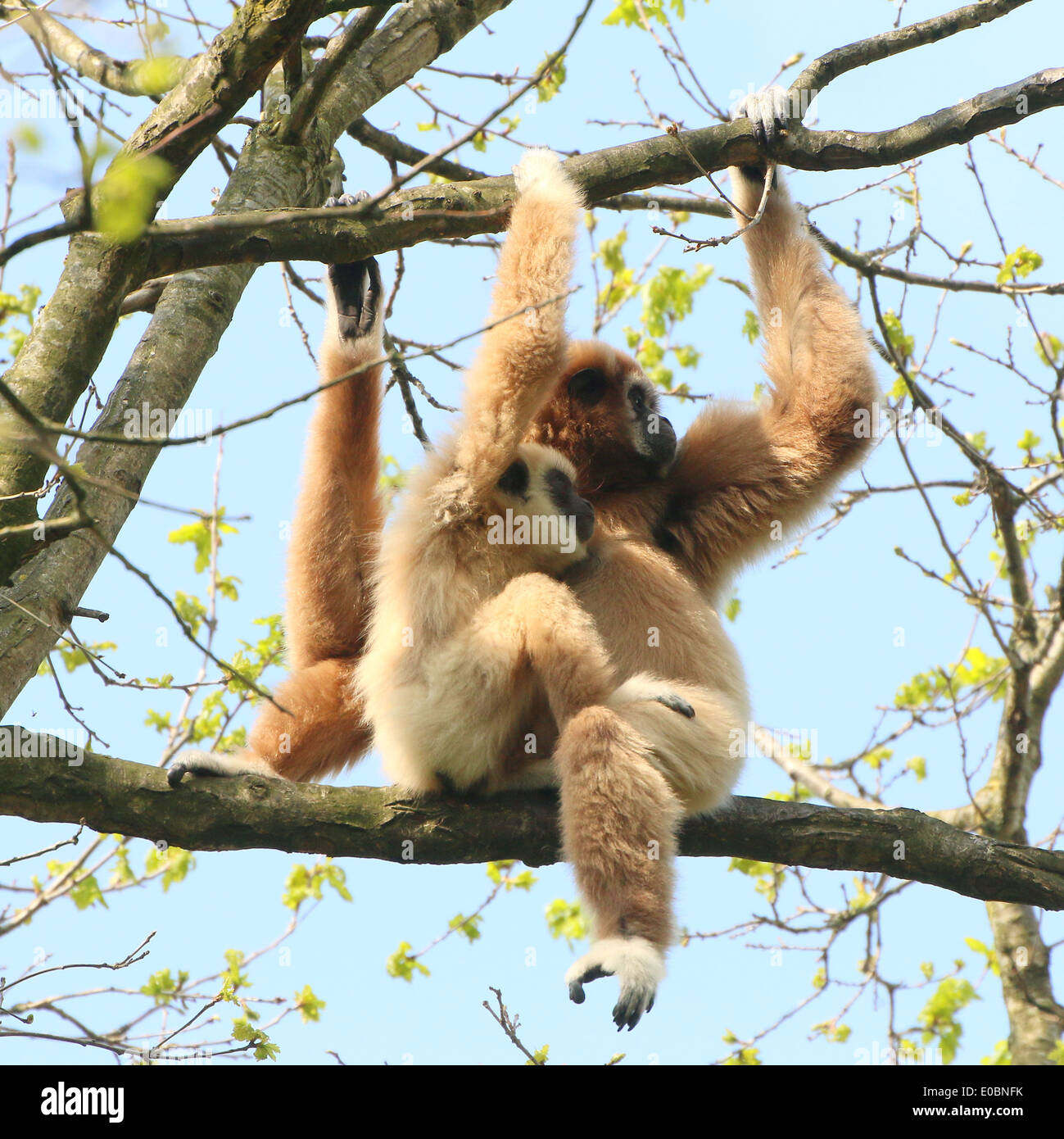 White handed gibbon trees -Fotos und -Bildmaterial in hoher Auflösung ...