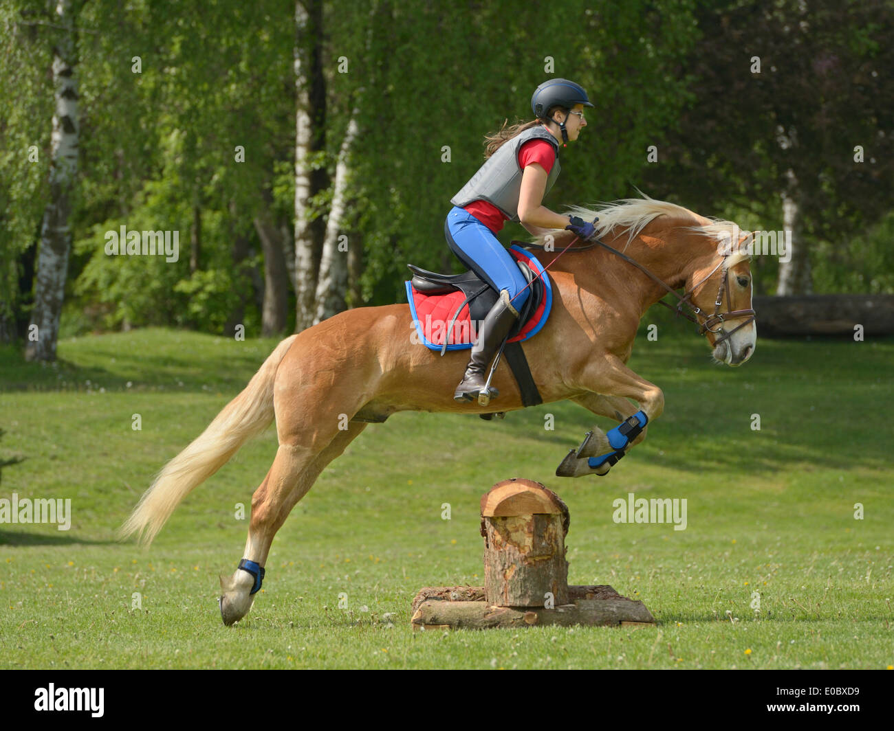 Haflinger Horse Rider Cross Country Ride Stockfotos und -bilder Kaufen ...