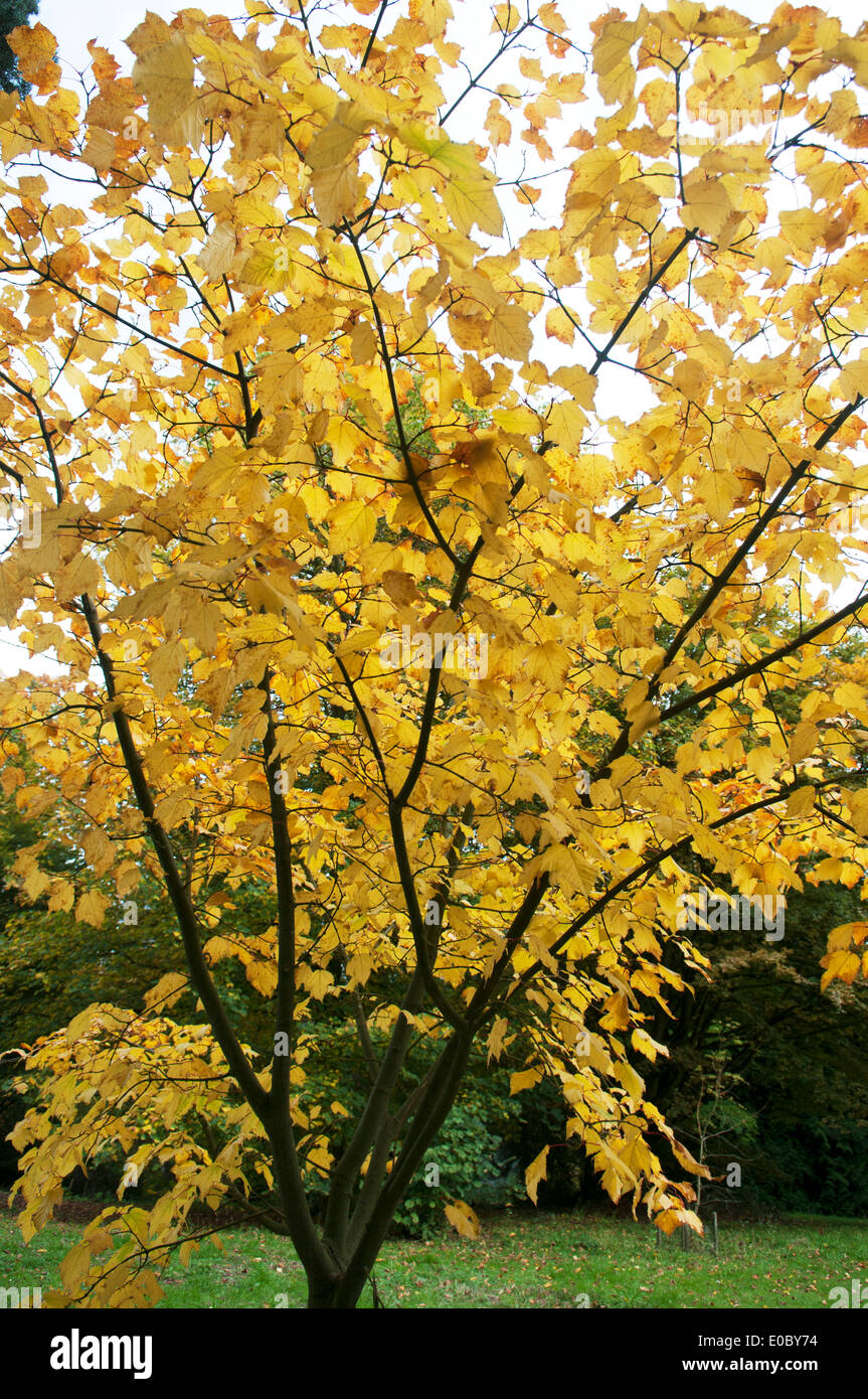 Acer pectinatum -Fotos und -Bildmaterial in hoher Auflösung – Alamy