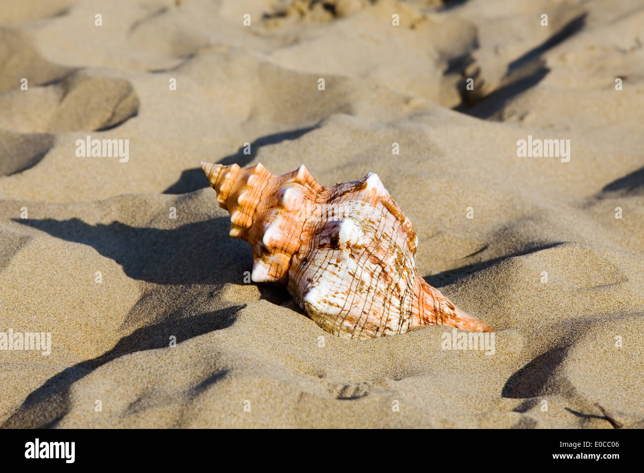 Eine Muschel liegt am Sandstrand direkt am Meer. Schöne Erinnerung an ...