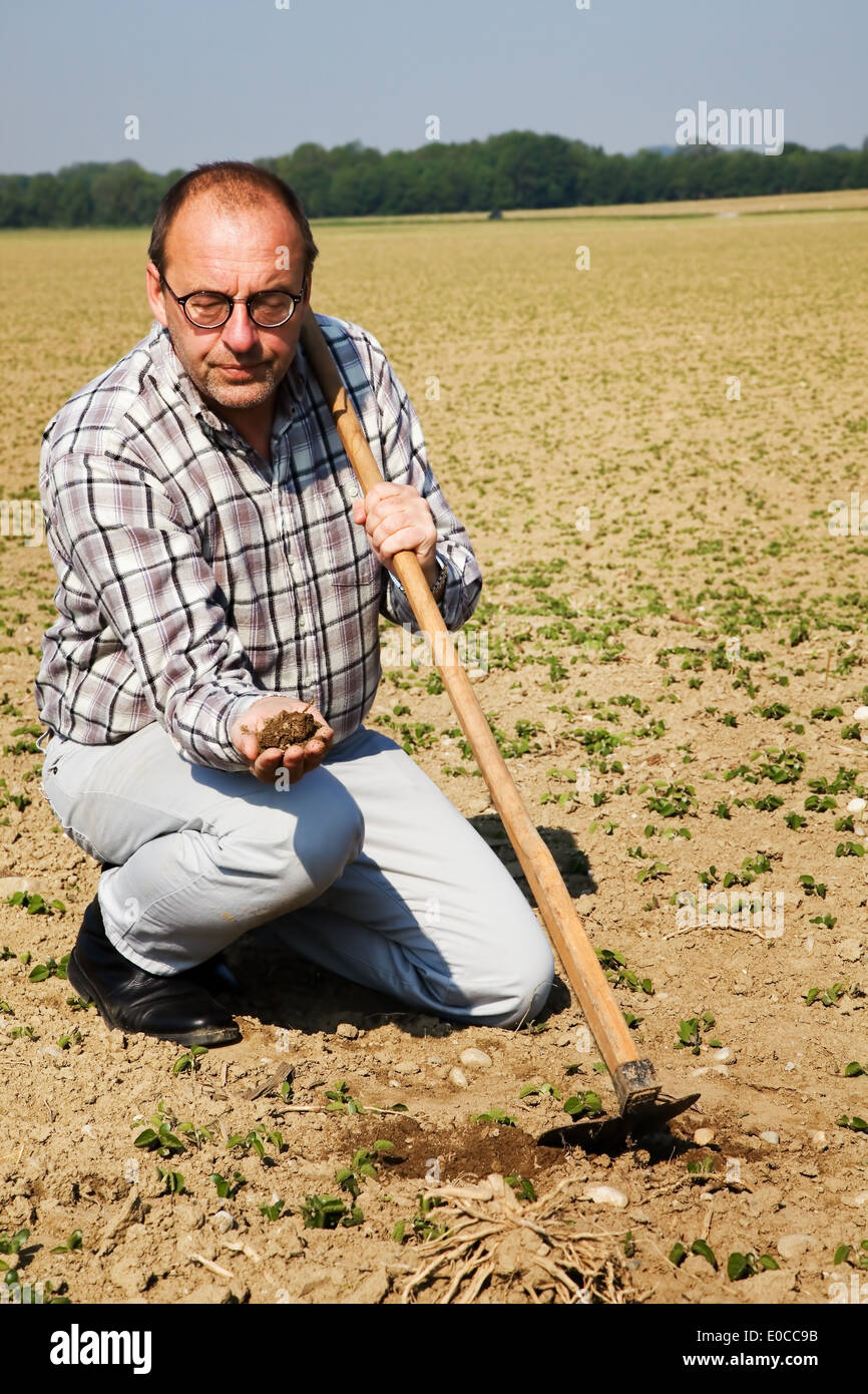 Landwirt kontrolliert die kleinen pflanzen auf dem feld in der ...