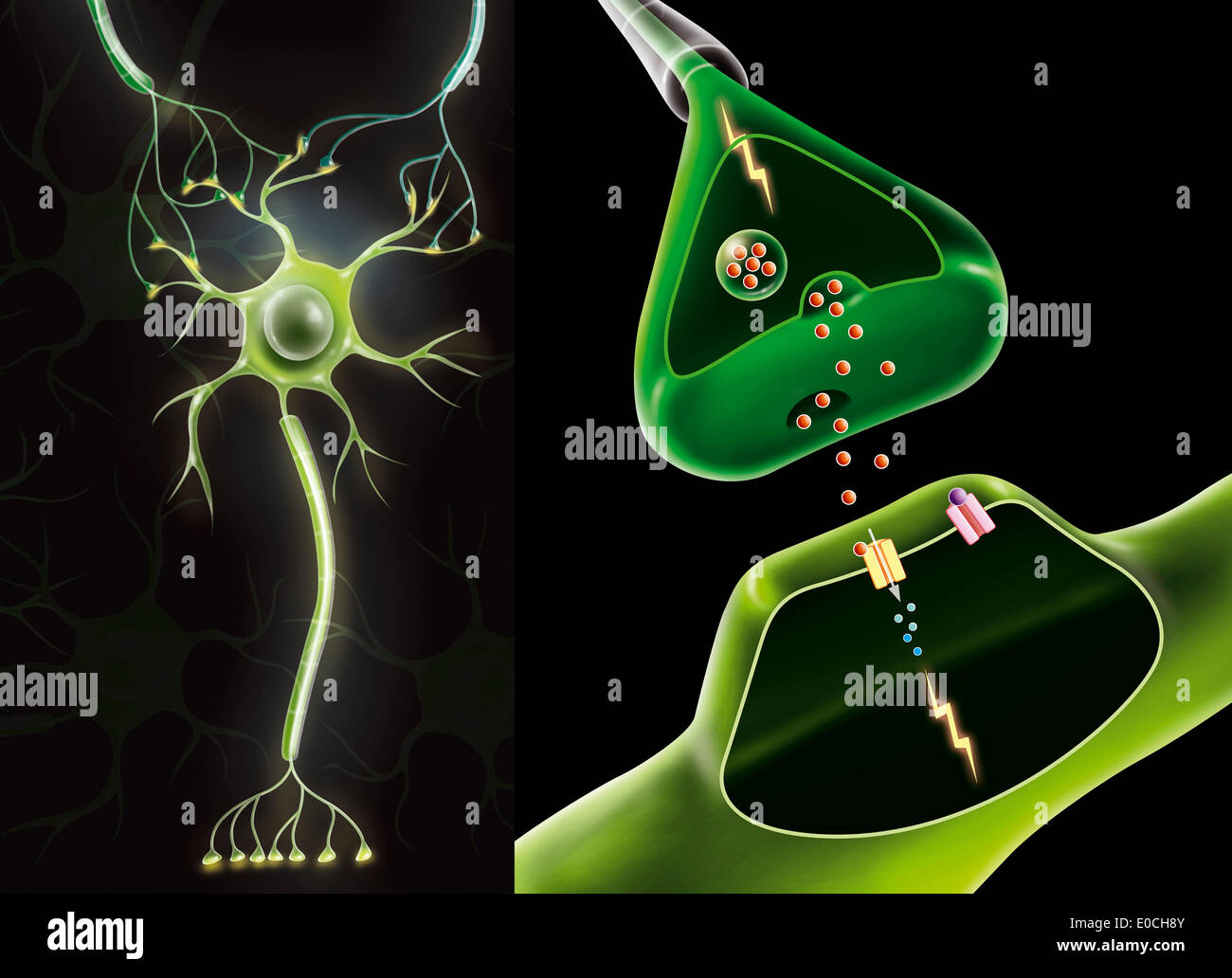 Synaptische Verbindung Stockfotos und -bilder Kaufen - Alamy