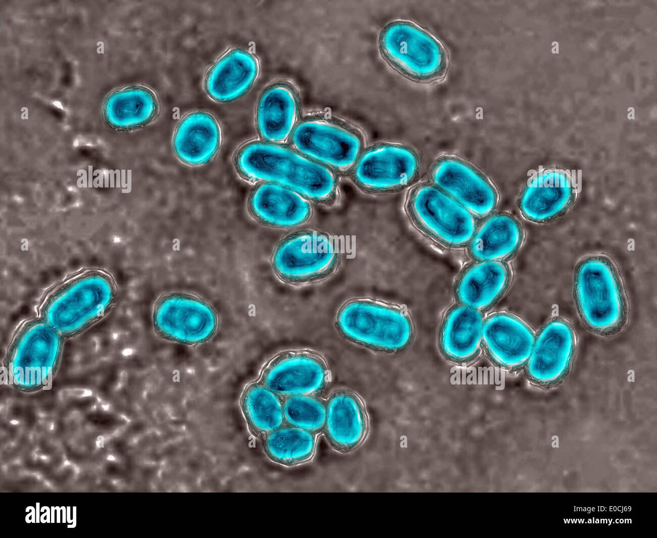 Streptococcus pneumoniae bacteria -Fotos und -Bildmaterial in hoher ...