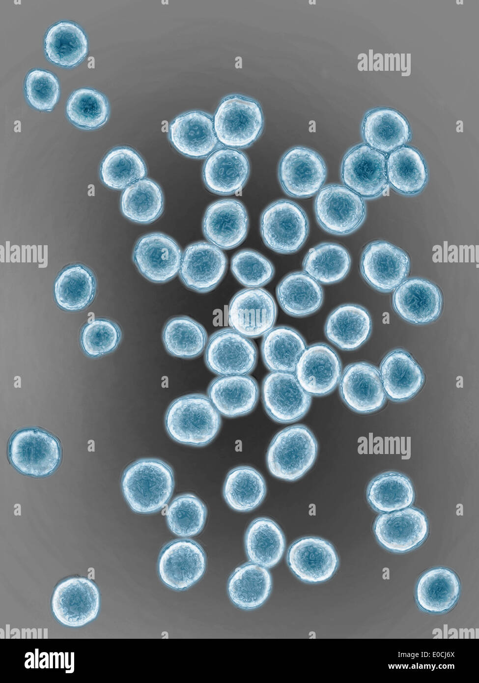 Staphylococcus sp -Fotos und -Bildmaterial in hoher Auflösung – Alamy