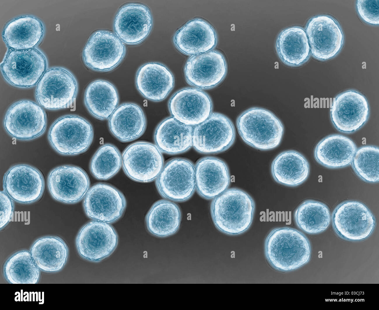 Staphylococcus sp -Fotos und -Bildmaterial in hoher Auflösung – Alamy