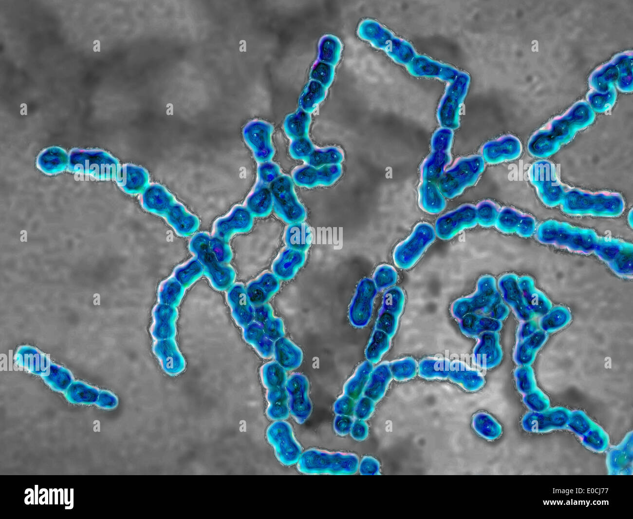 Streptococcus pyogenes gruppe a -Fotos und -Bildmaterial in hoher ...