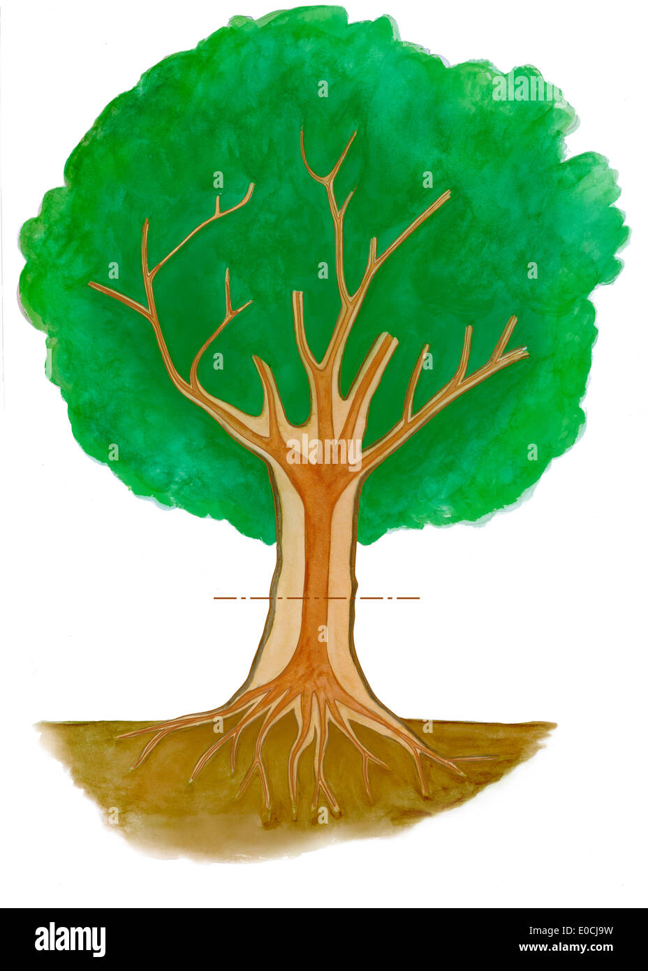 Baum mit wurzel schema -Fotos und -Bildmaterial in hoher Auflösung – Alamy
