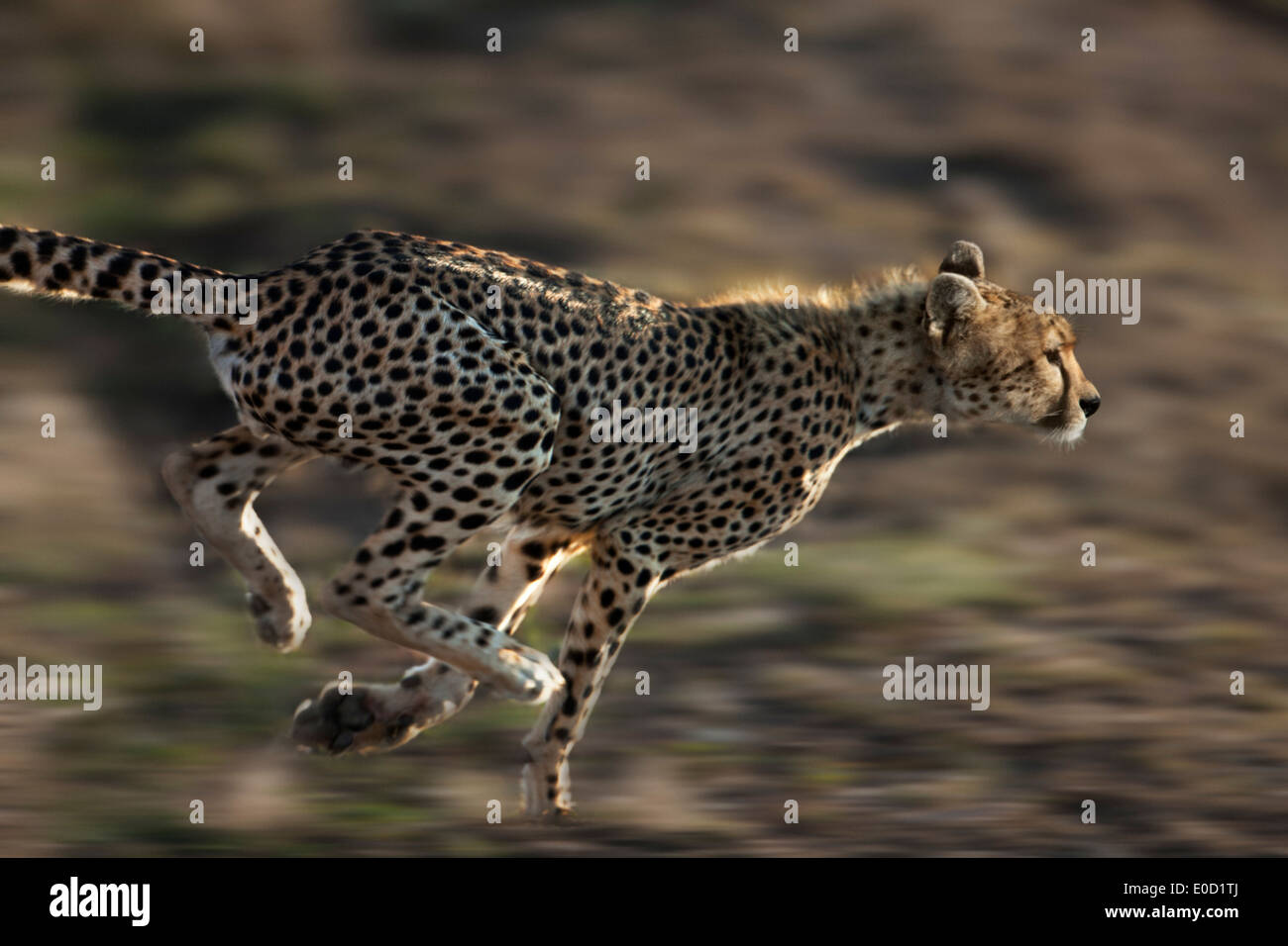 Gepard lauf -Fotos und -Bildmaterial in hoher Auflösung – Alamy