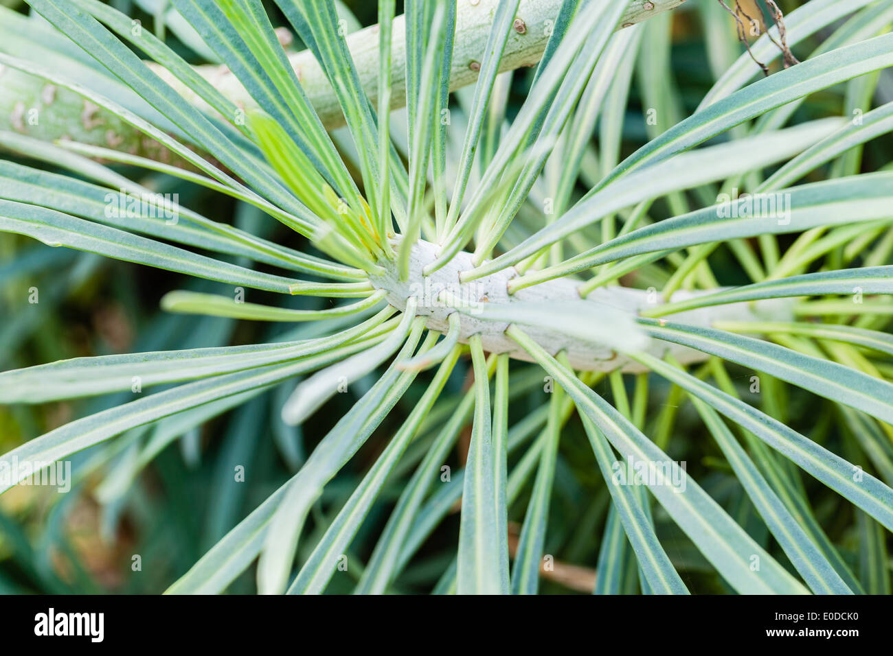 Kleinia Neriifolia, auch bekannt als Verode oder Berode ist eine ...