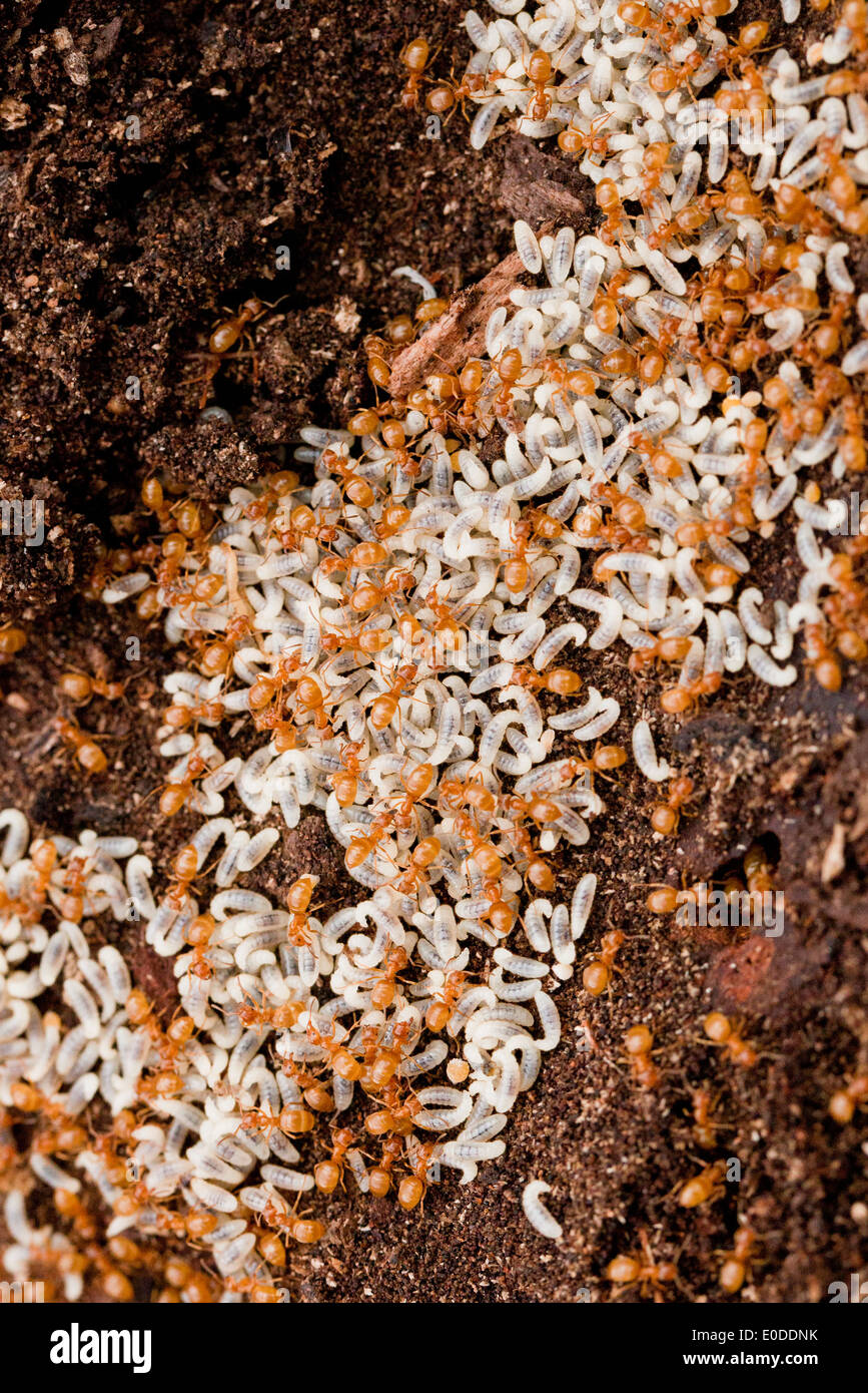 Fire ant -Fotos und -Bildmaterial in hoher Auflösung – Alamy