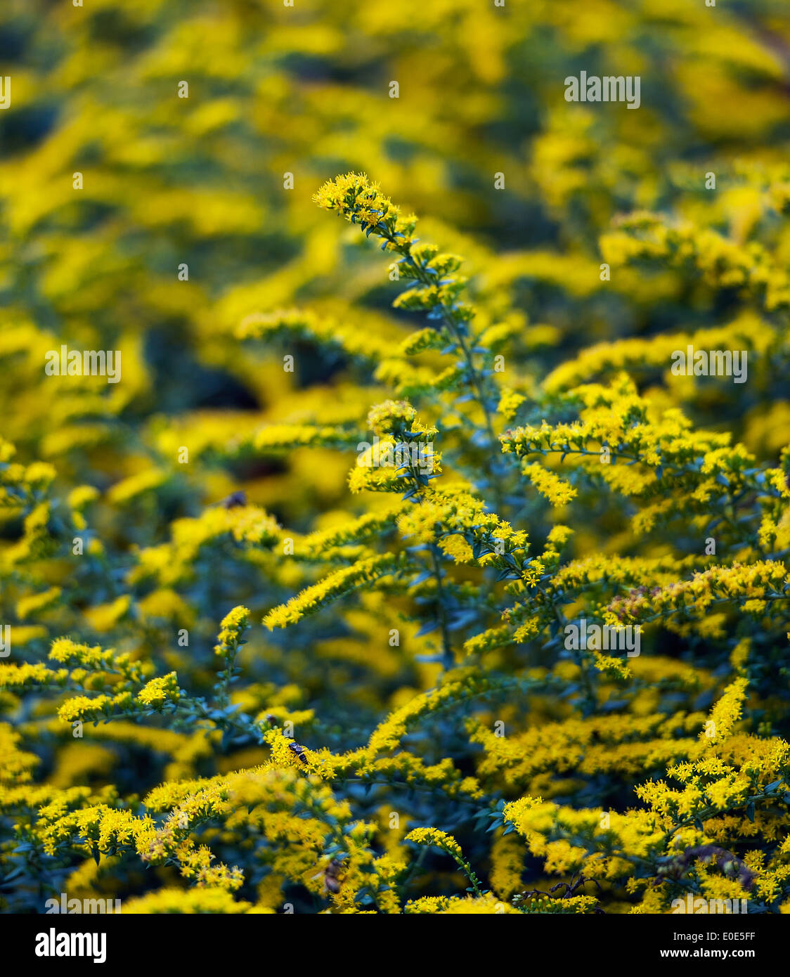 Der gelbe Wildblumen Wiese Stockfotografie - Alamy