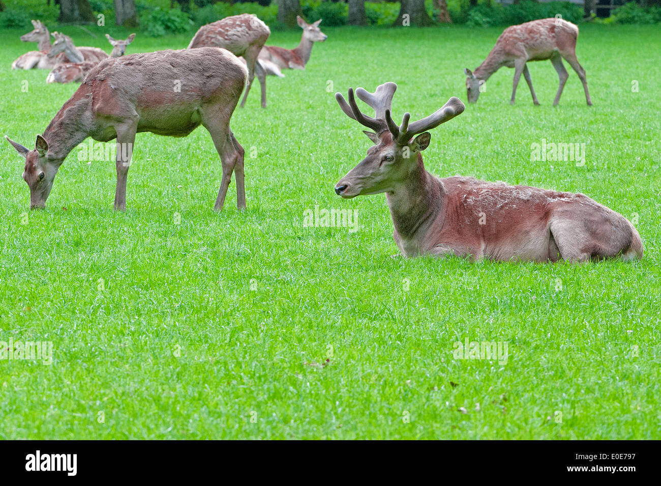 Hirsch hirsch hirschwild dammwild -Fotos und -Bildmaterial in hoher ...