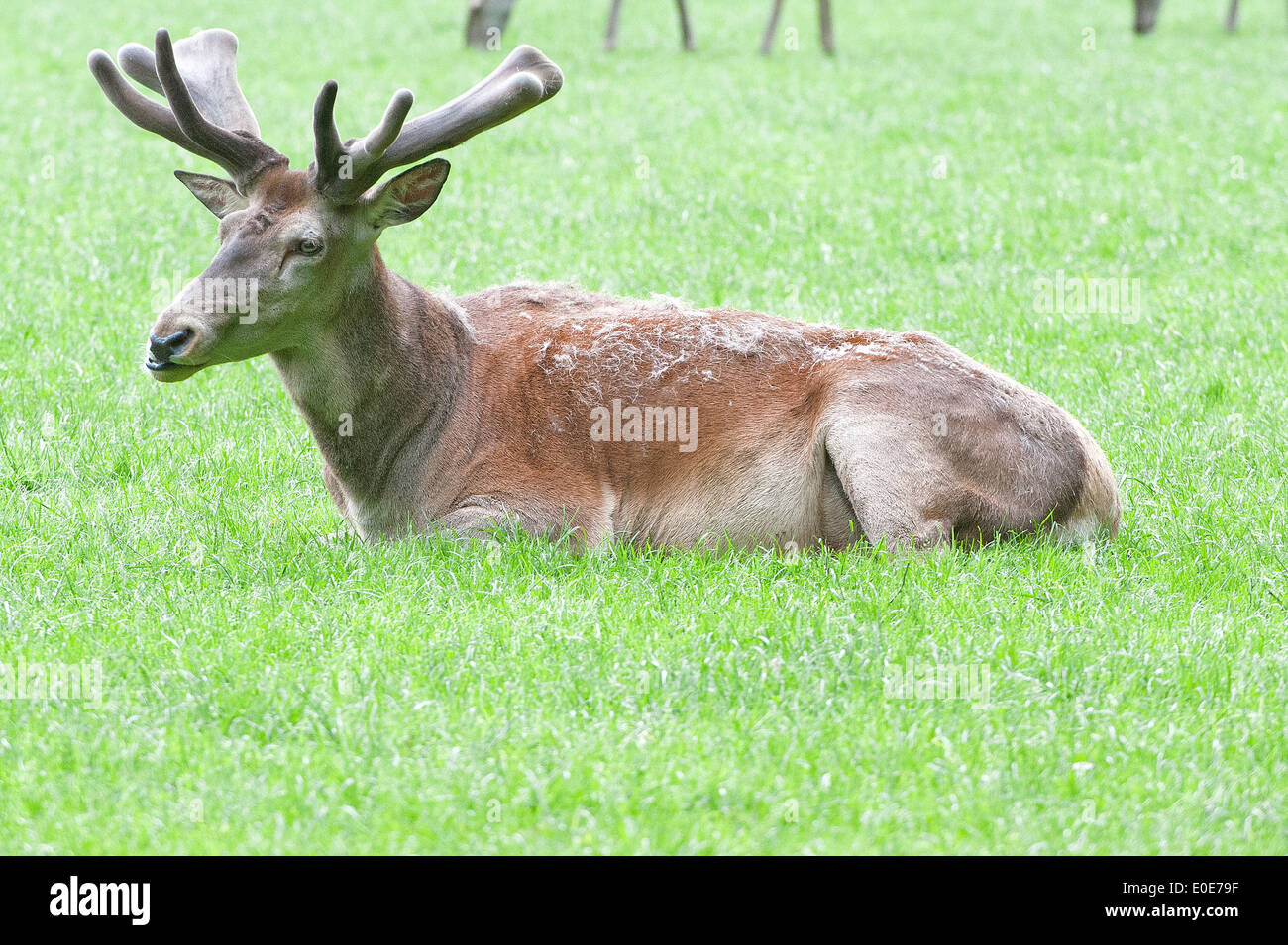 Hirsch hirsch hirschwild dammwild -Fotos und -Bildmaterial in hoher ...