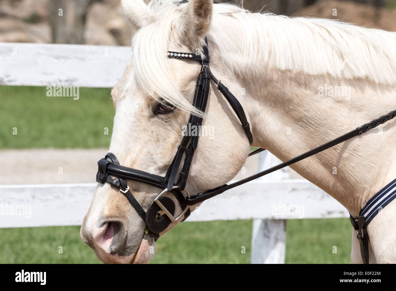 Pony mit zaumzeug -Fotos und -Bildmaterial in hoher Auflösung – Alamy