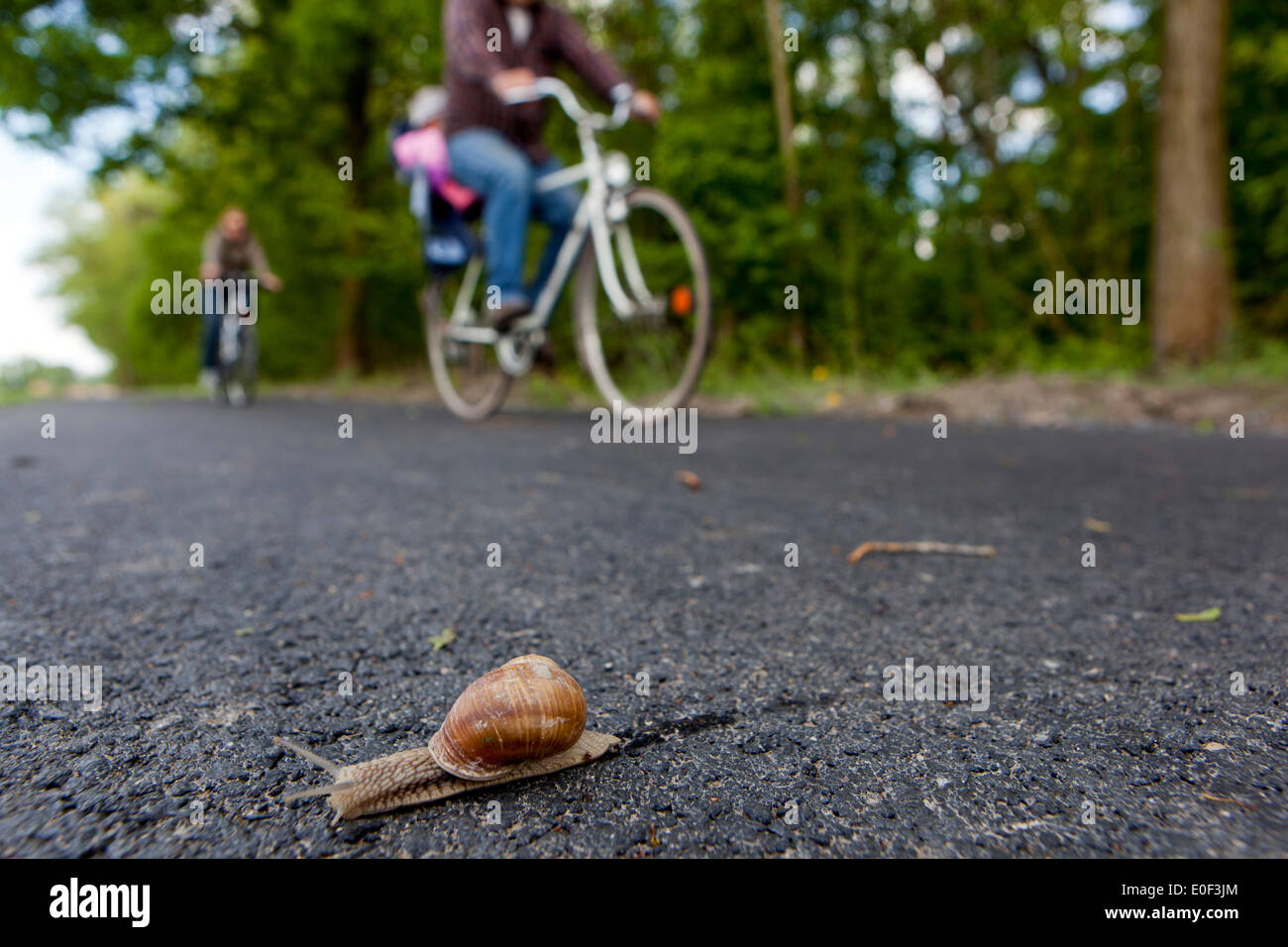 Lebenszyklus der schnecken -Fotos und -Bildmaterial in hoher Auflösung ...
