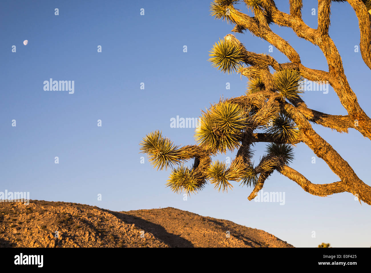 Ein joshua baum -Fotos und -Bildmaterial in hoher Auflösung – Alamy