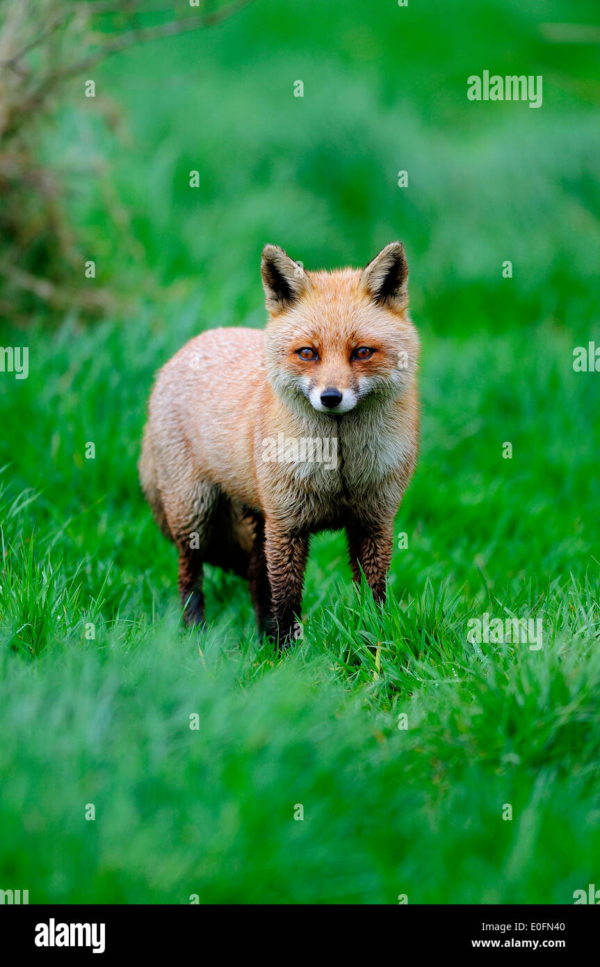 Roter fuchs im gras -Fotos und -Bildmaterial in hoher Auflösung – Alamy