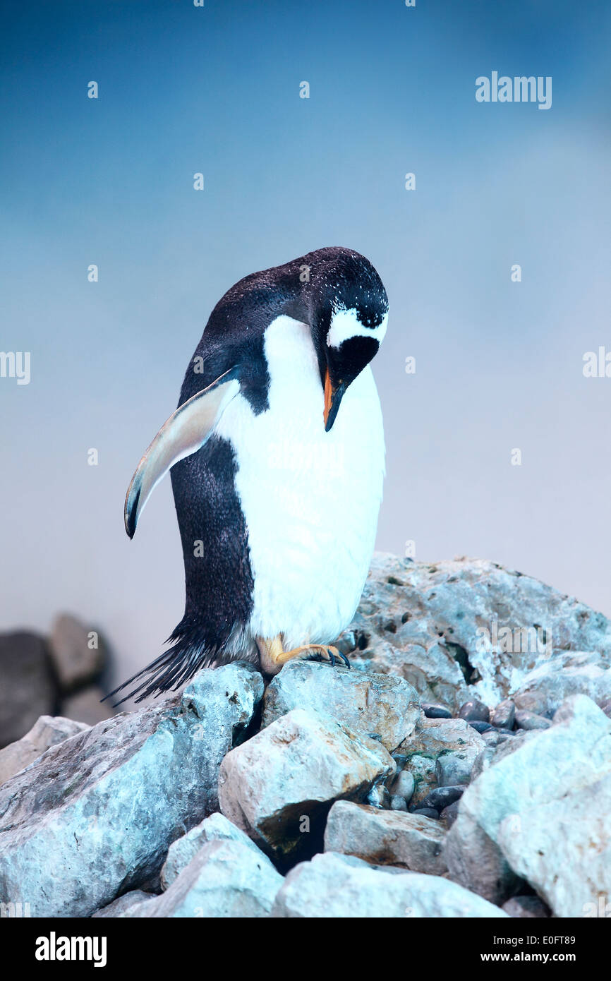 Tanzender pinguin -Fotos und -Bildmaterial in hoher Auflösung – Alamy