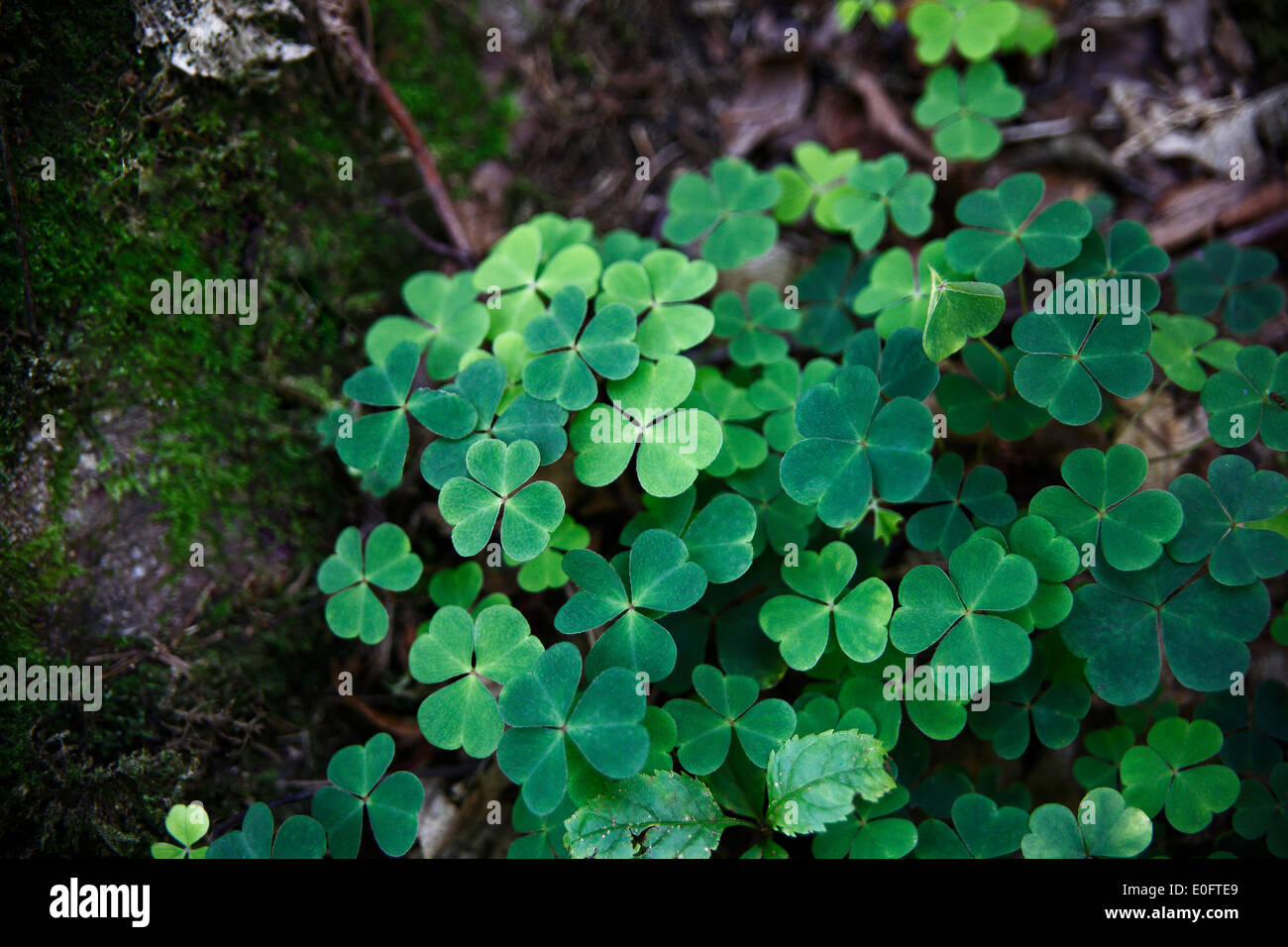 Klee oder kleeblatt -Fotos und -Bildmaterial in hoher Auflösung – Alamy