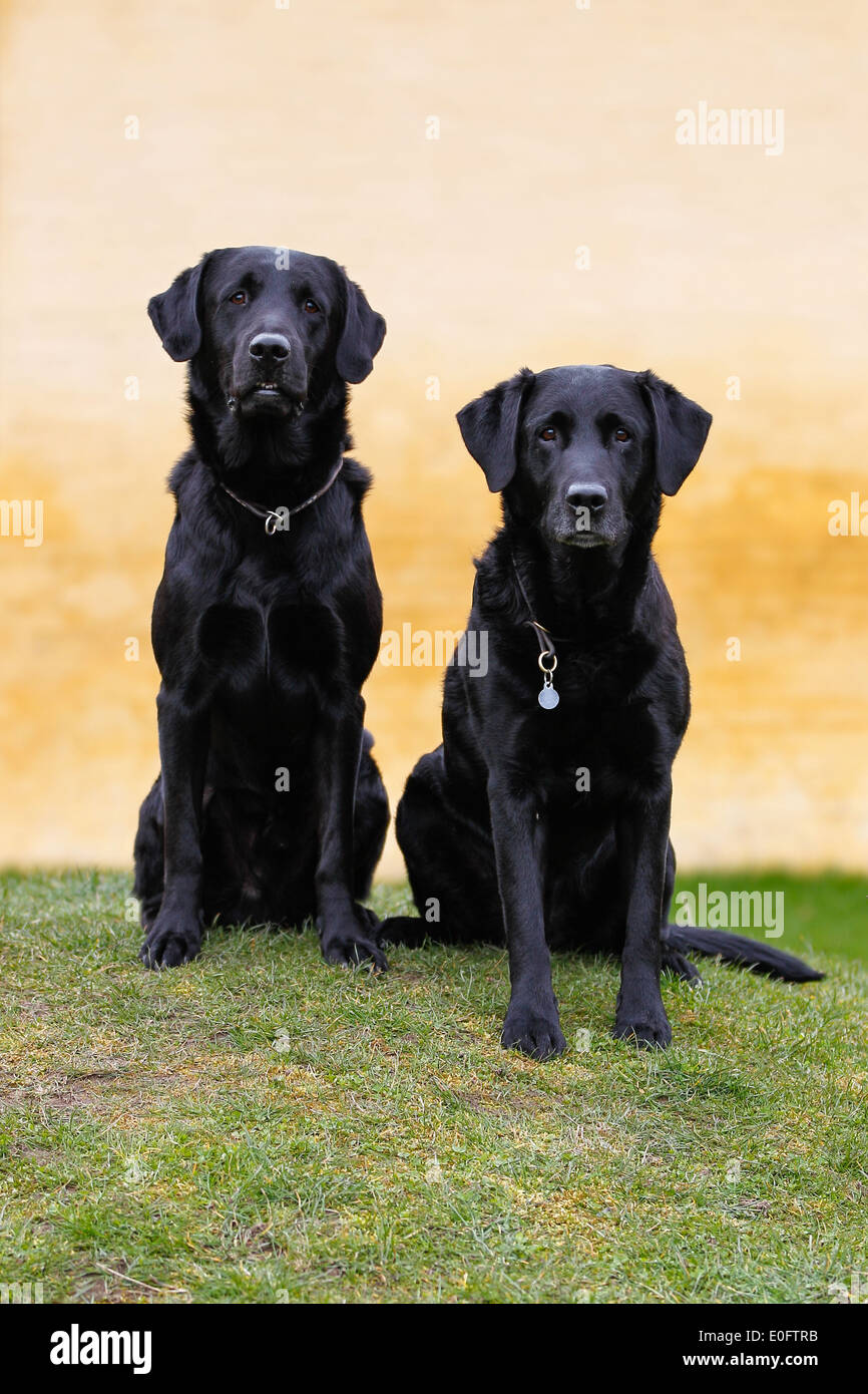 Two labradors -Fotos und -Bildmaterial in hoher Auflösung – Alamy