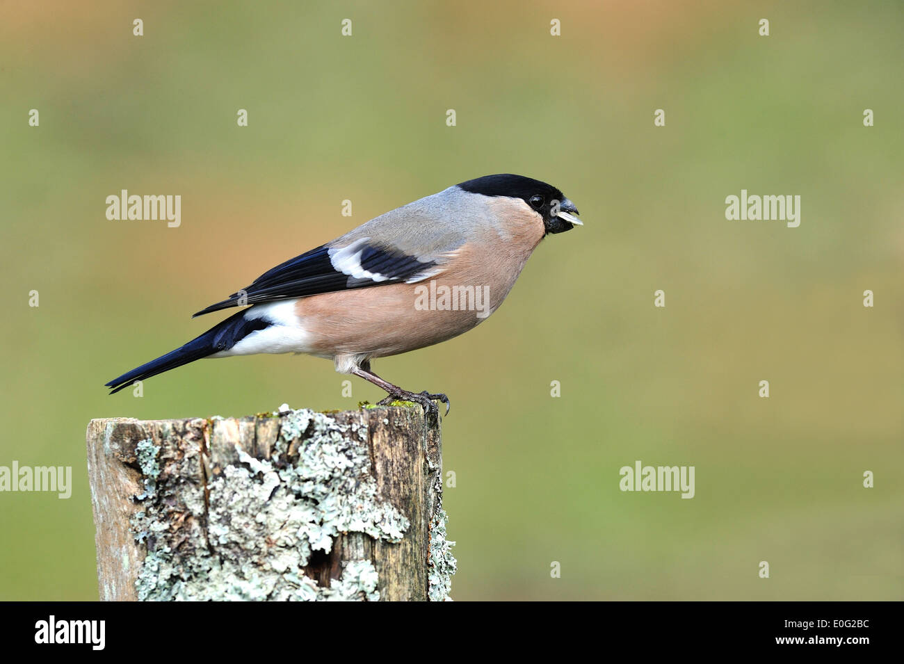 Erwachsene weibliche gimpel -Fotos und -Bildmaterial in hoher Auflösung ...