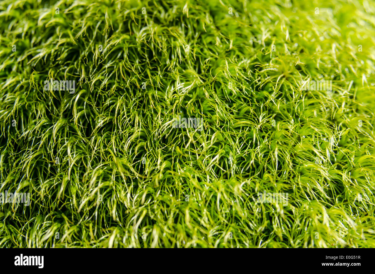 Nahaufnahme von Moos wächst in einem Wald Stockfotografie - Alamy