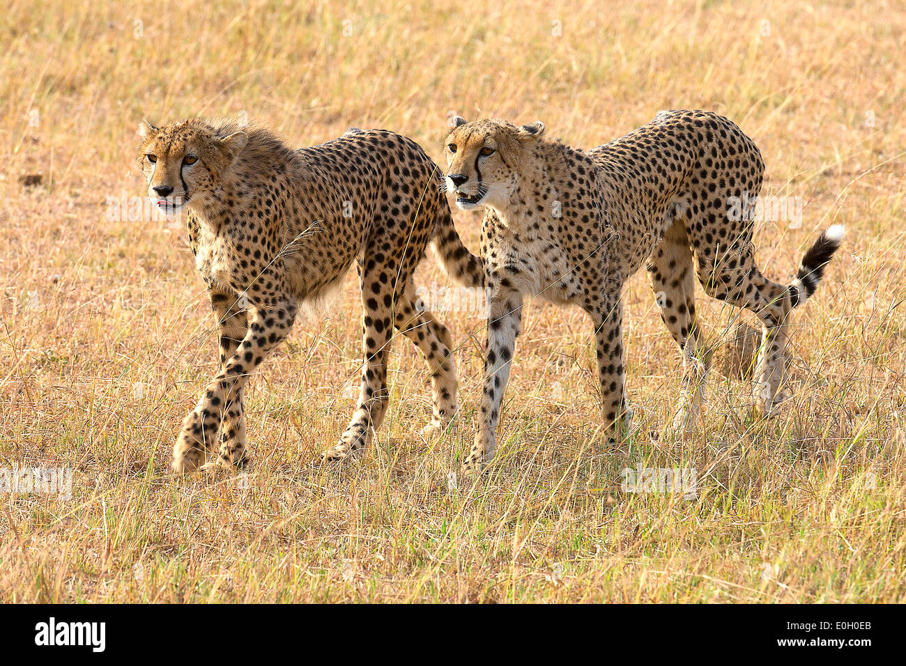 Gepard in maasai mara Stockfotos und -bilder Kaufen - Alamy