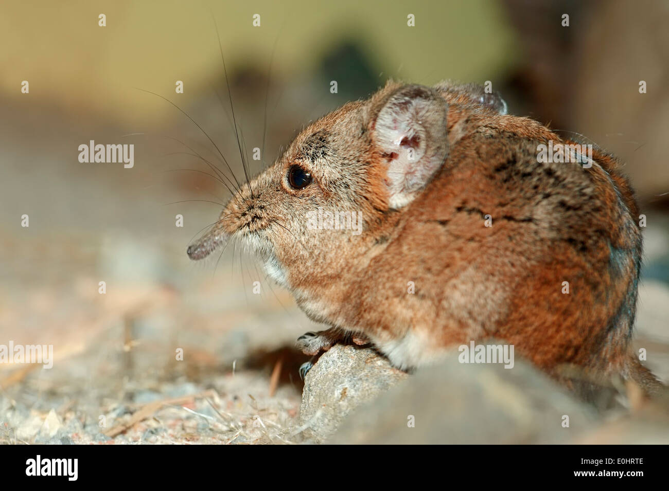 Kurzohr elefanten spitzmaus -Fotos und -Bildmaterial in hoher Auflösung ...