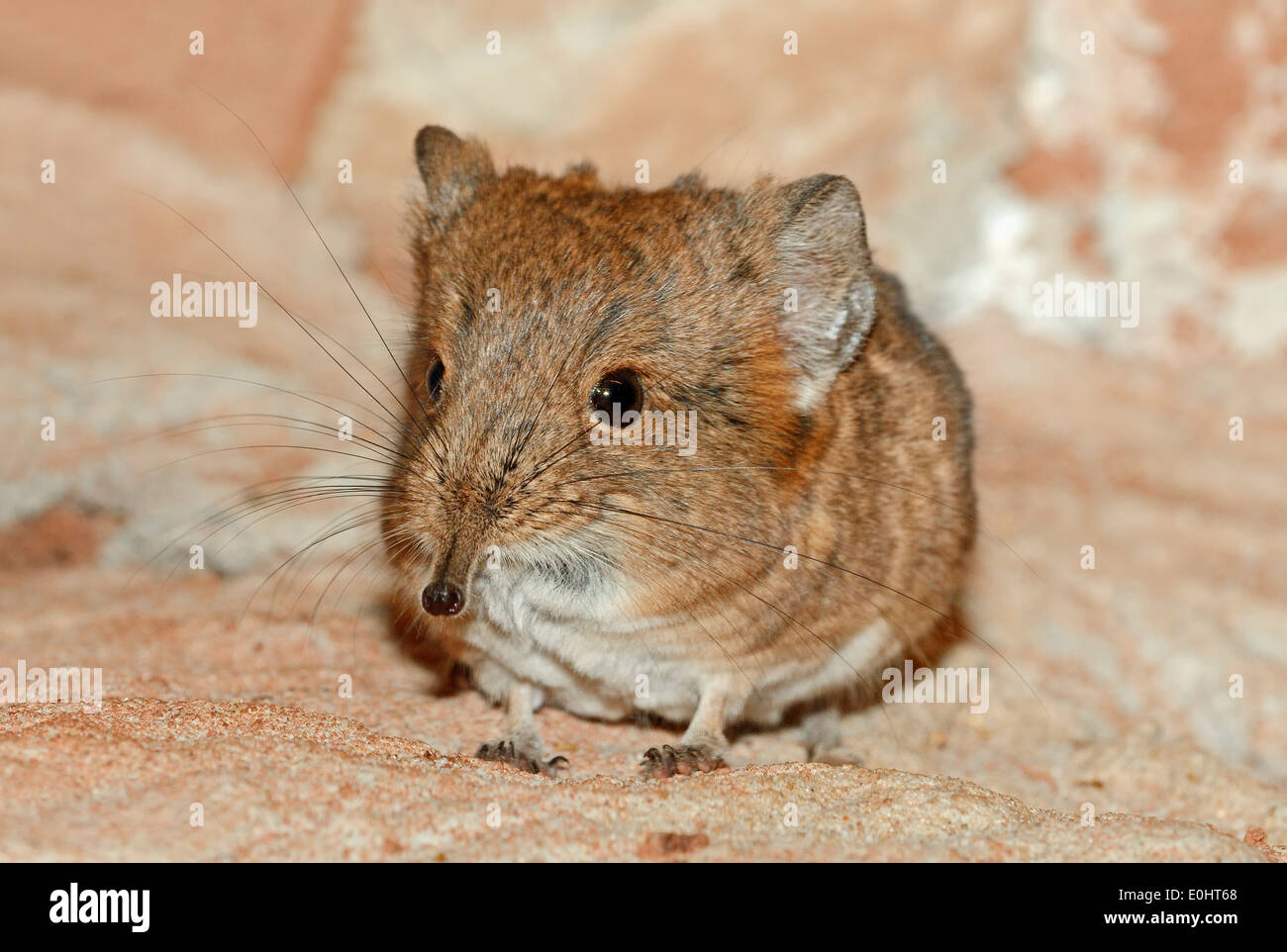 Kurzohr elefanten spitzmaus -Fotos und -Bildmaterial in hoher Auflösung ...