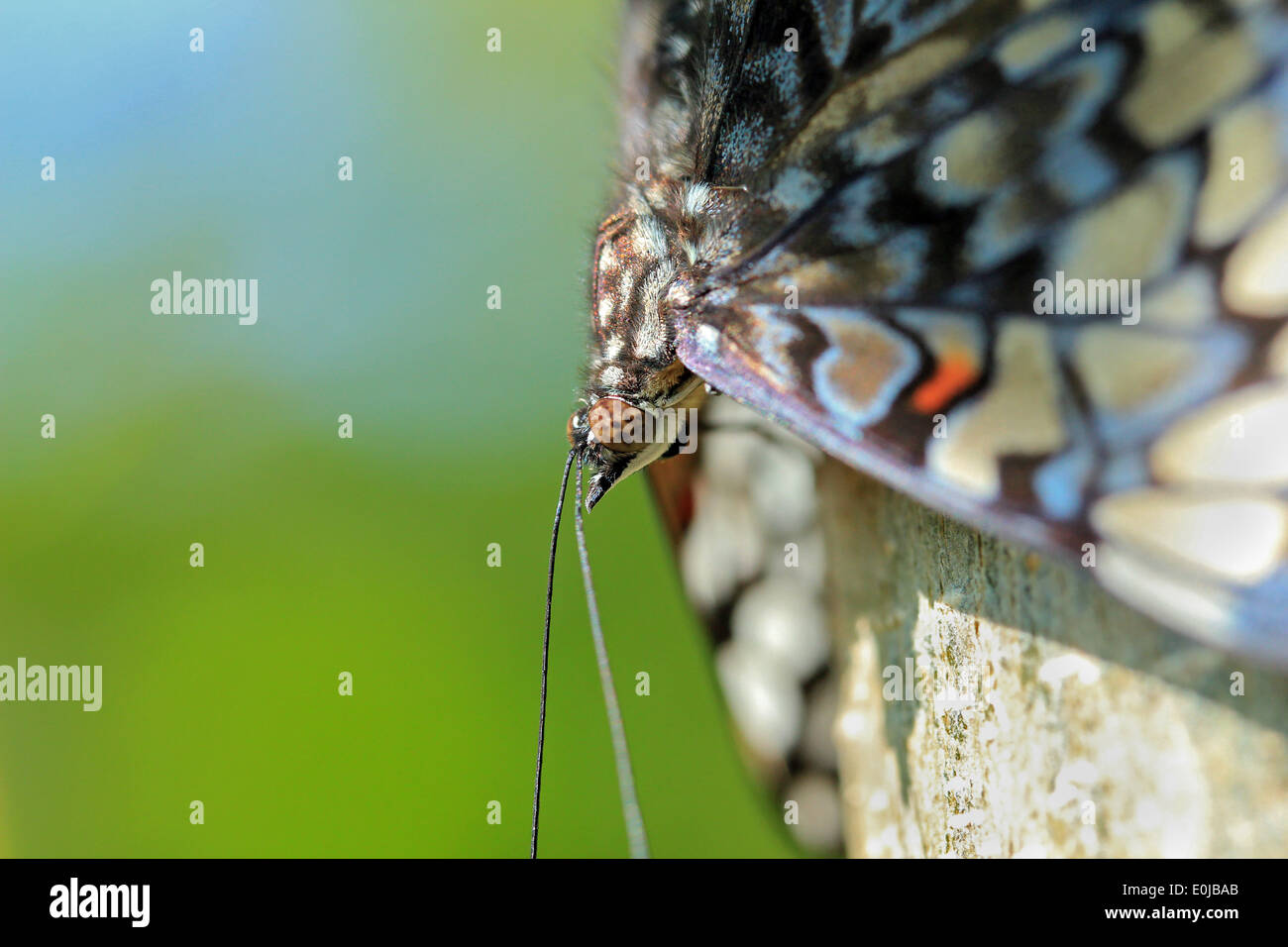 Hamadryas guatemalena -Fotos und -Bildmaterial in hoher Auflösung – Alamy