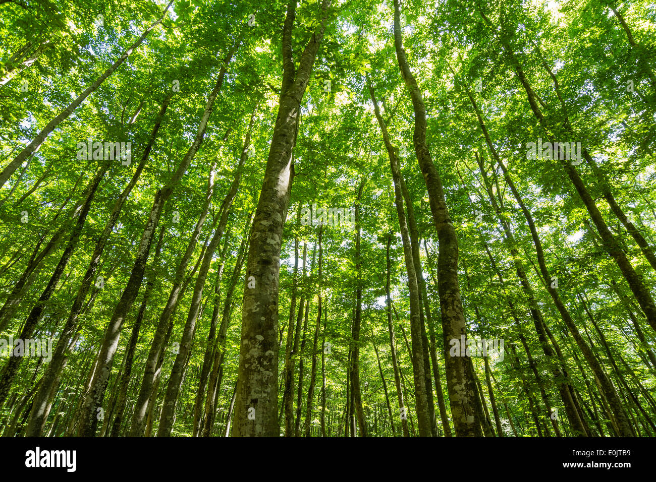 Bijin bayashi in tokamachi stadt -Fotos und -Bildmaterial in hoher ...