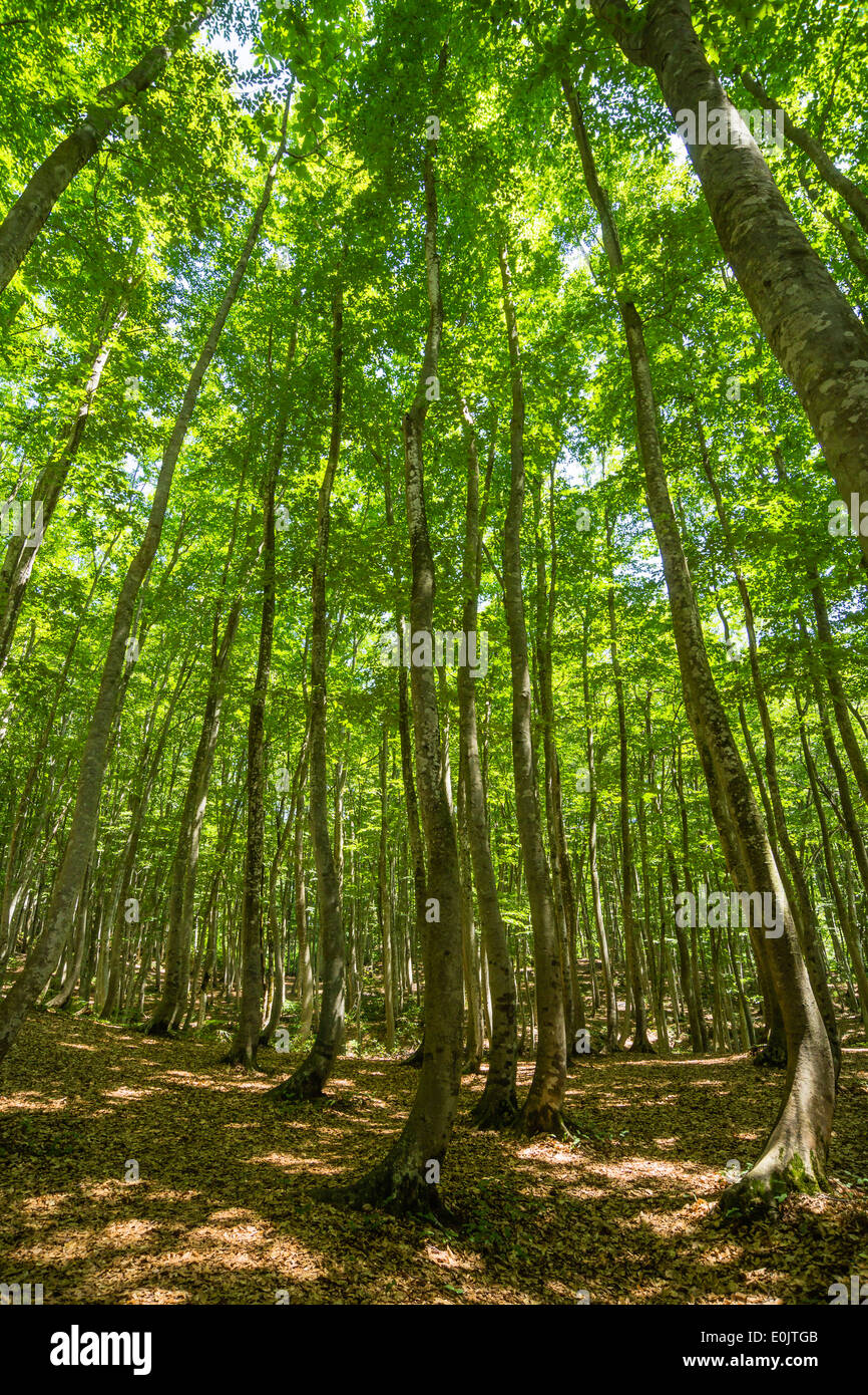Bijin bayashi in tokamachi stadt -Fotos und -Bildmaterial in hoher ...