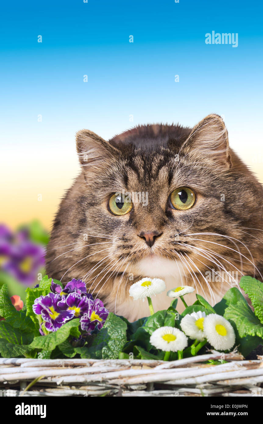 Katze in blumen -Fotos und -Bildmaterial in hoher Auflösung – Alamy
