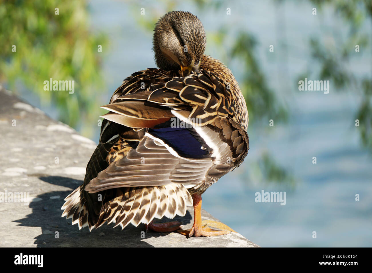 Schönes entengefieder -Fotos und -Bildmaterial in hoher Auflösung – Alamy