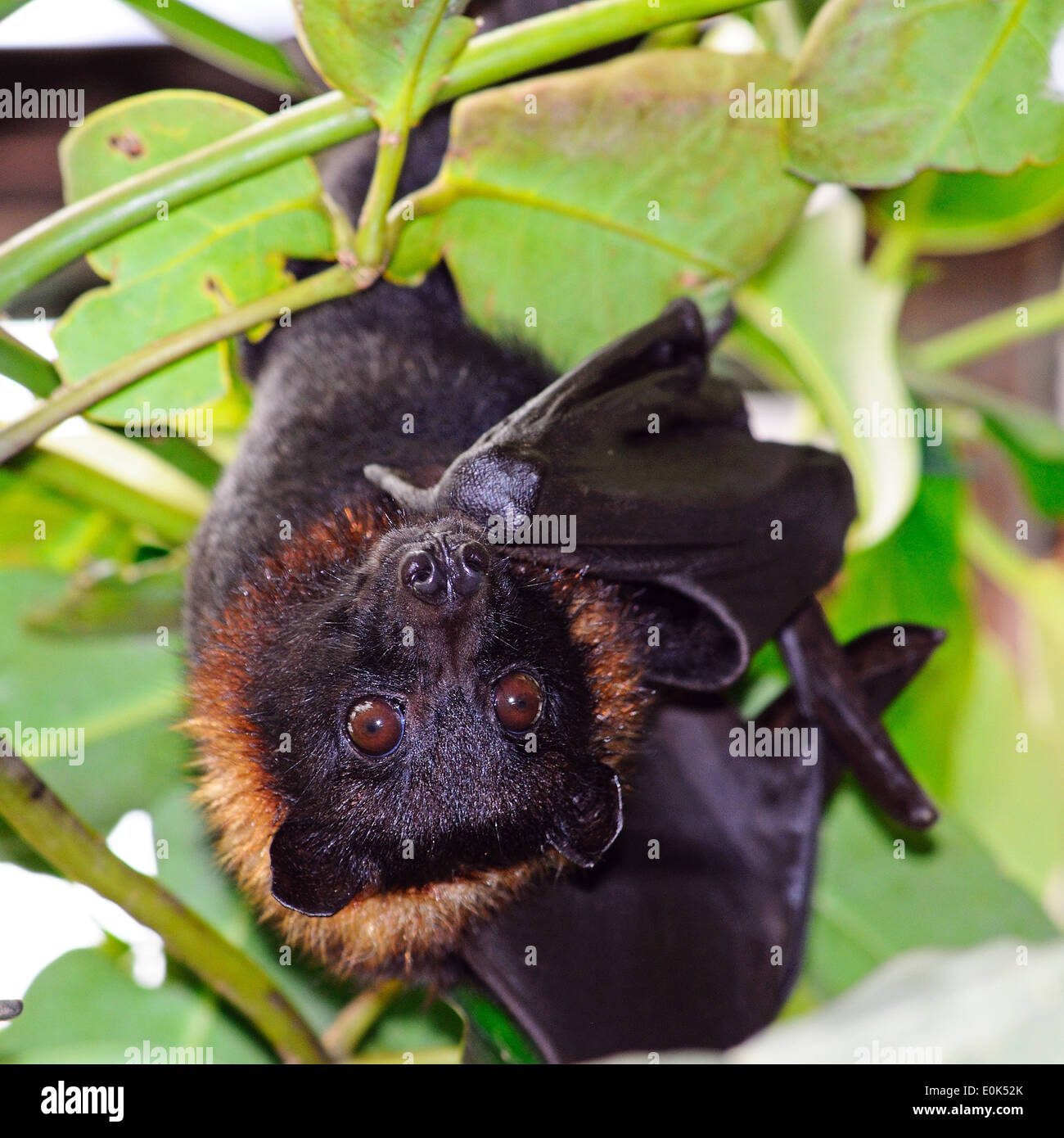 Pteropus vampyrus -Fotos und -Bildmaterial in hoher Auflösung – Alamy