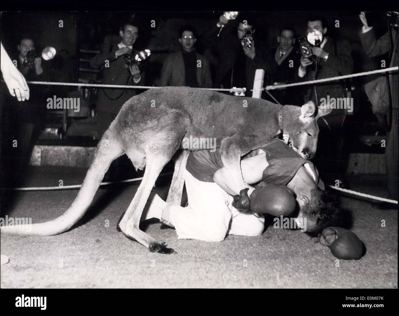 Circus kangaroo boxing -Fotos und -Bildmaterial in hoher Auflösung – Alamy